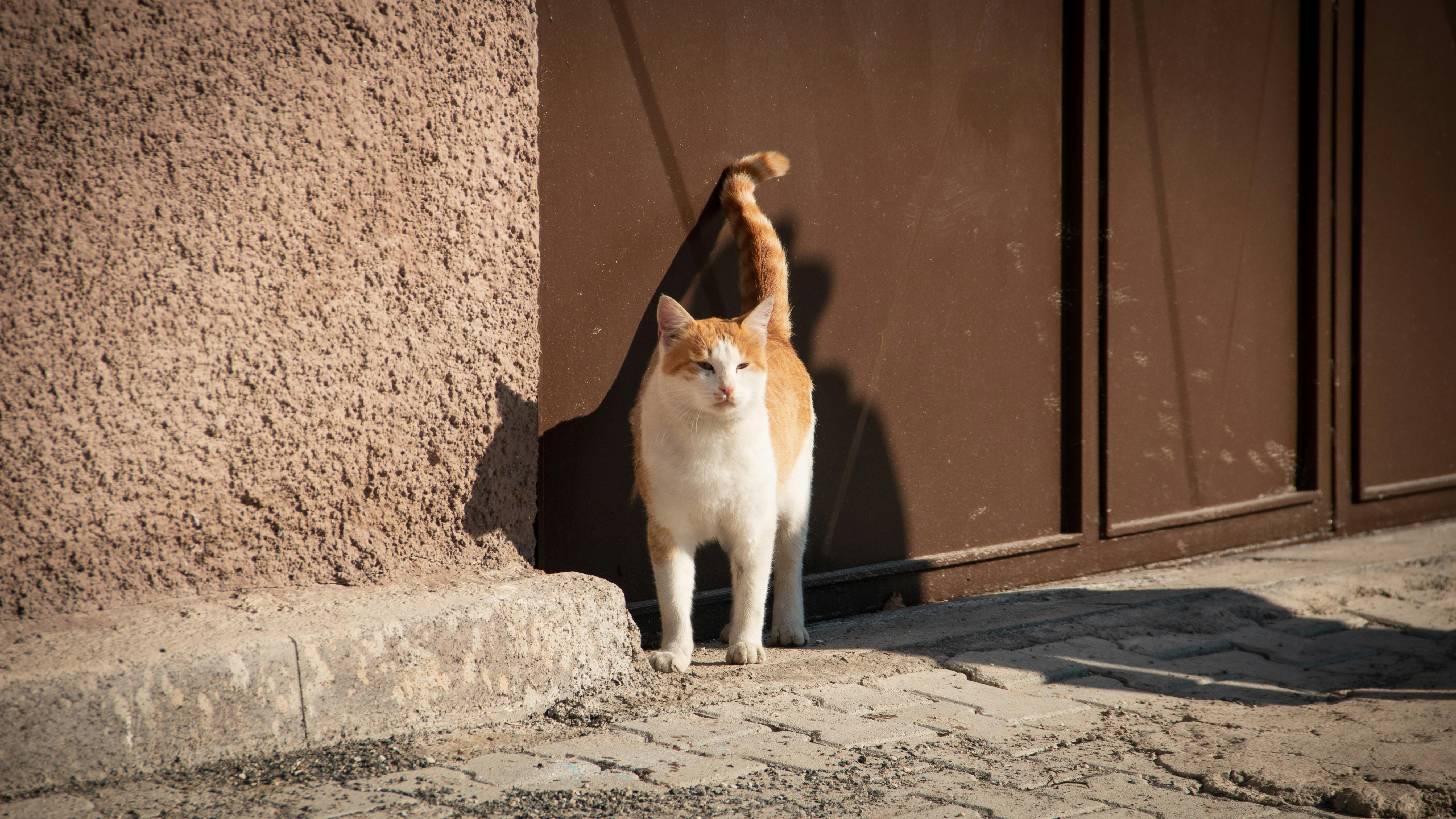 Orange White Cat in Sunlight by a Wall · Free Stock Photo