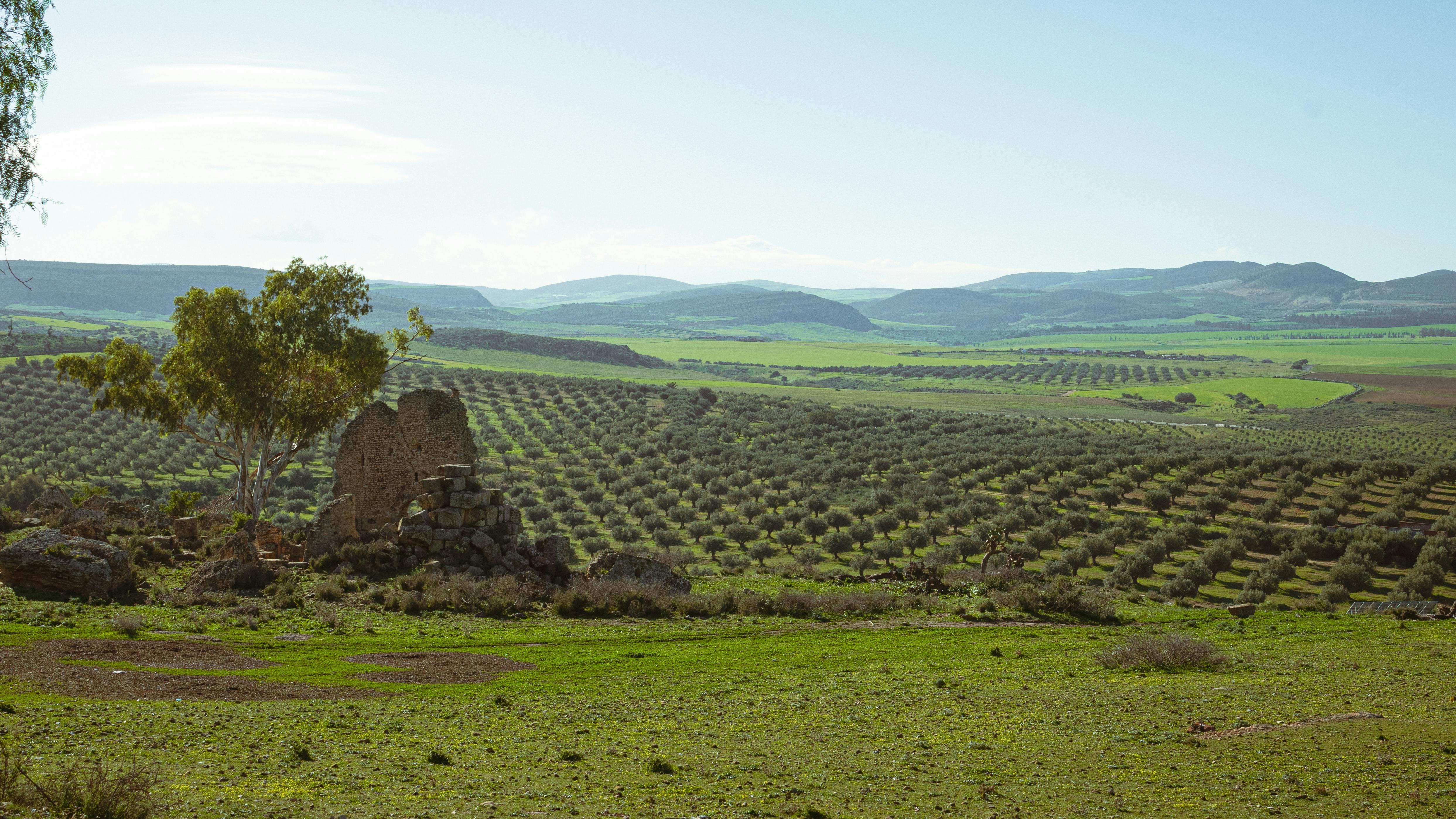 Olive Groves and Ancient Ruins in Tunisia · Free Stock Photo