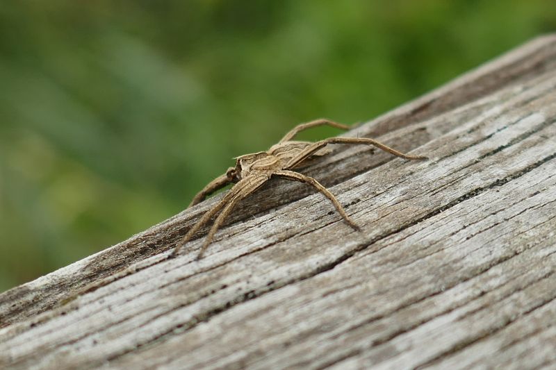 Spider+Solitaire+Wooden+Background Photos, Download The BEST Free ...