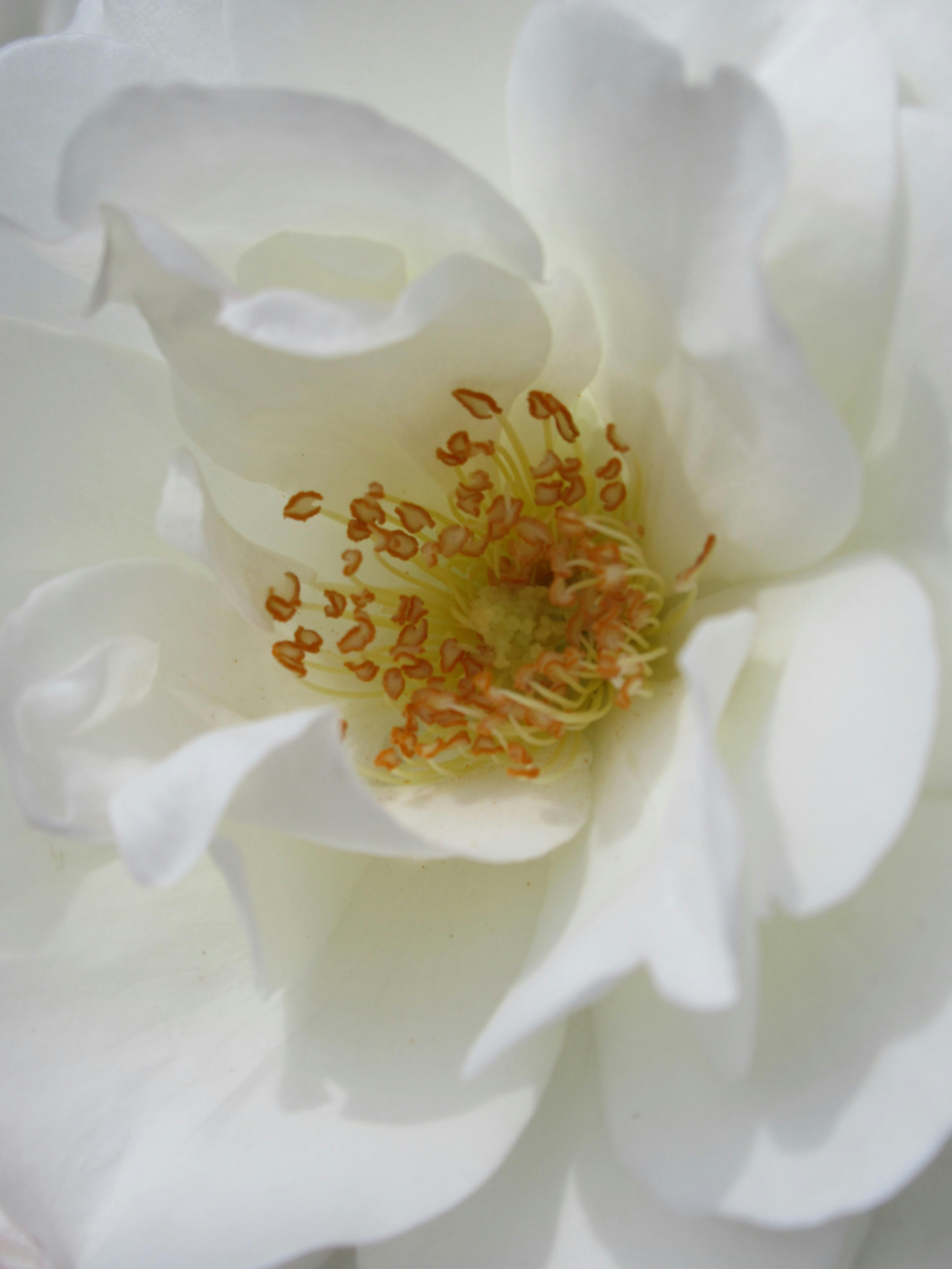 Close-up of a Delicate White Rose in Bloom · Free Stock Photo