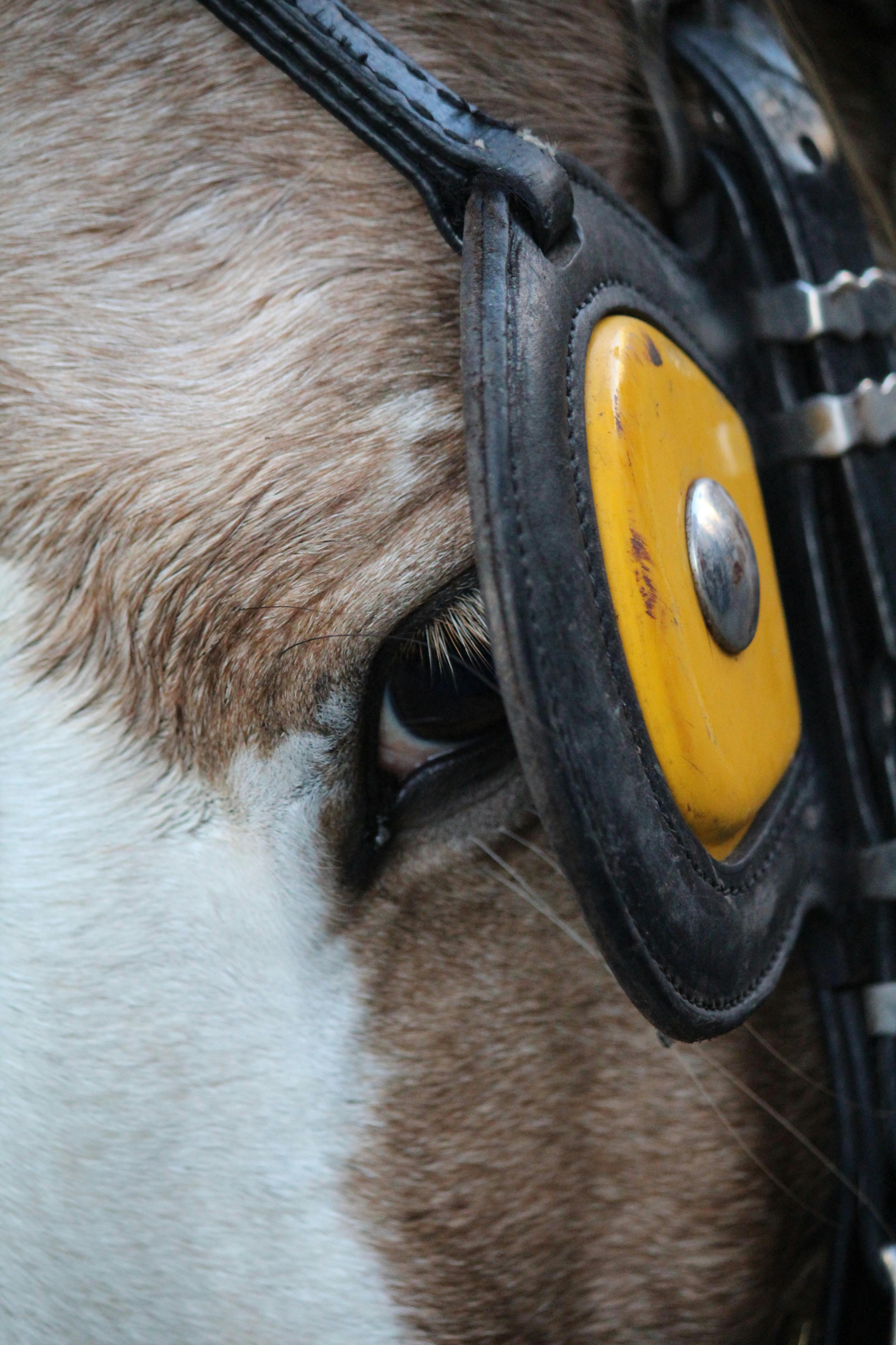 Close-Up of Horse Eye with Blinkers Detailed View · Free Stock Photo
