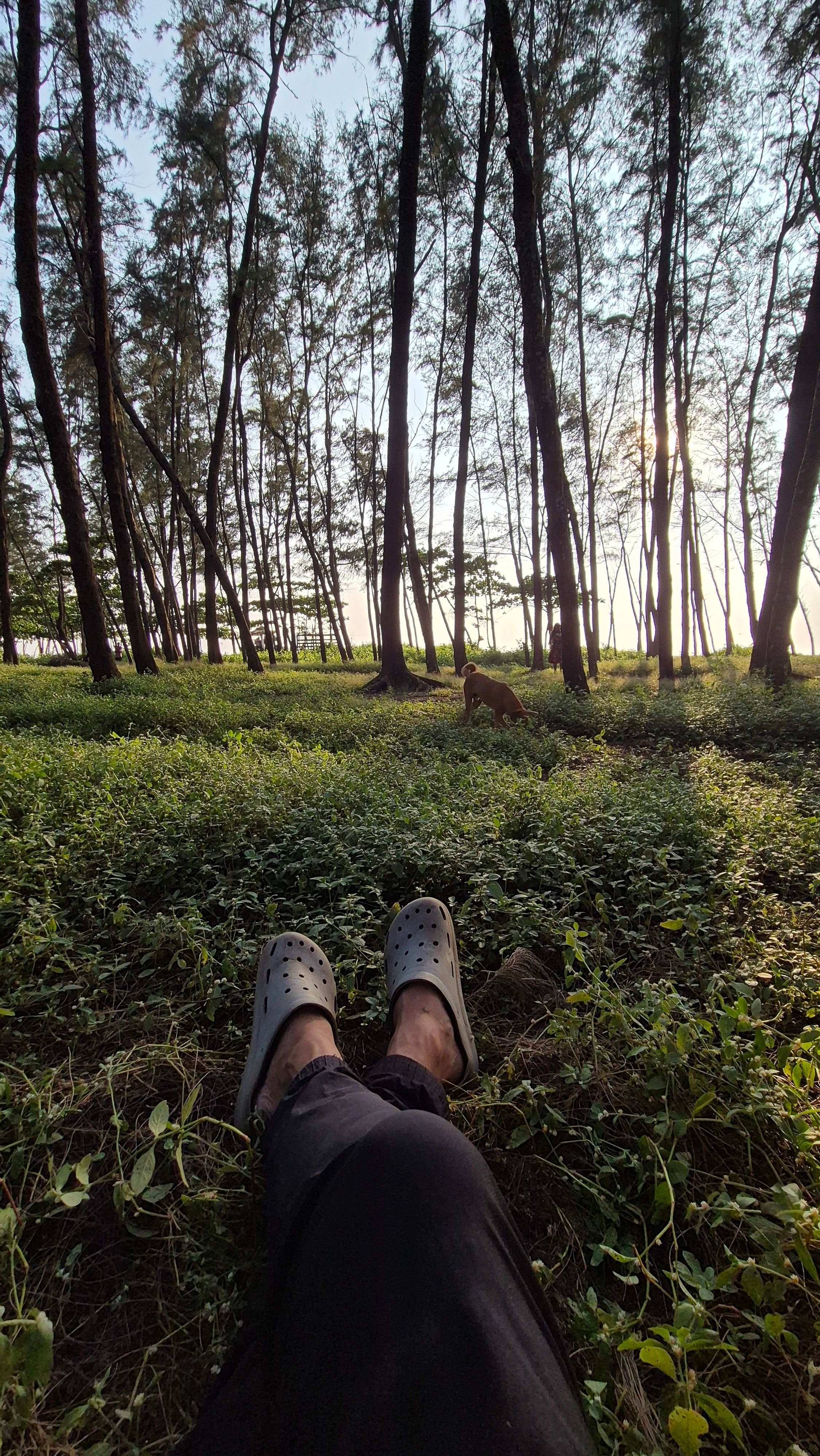 Relaxing Forest Walk with Dog and Nature · Free Stock Photo