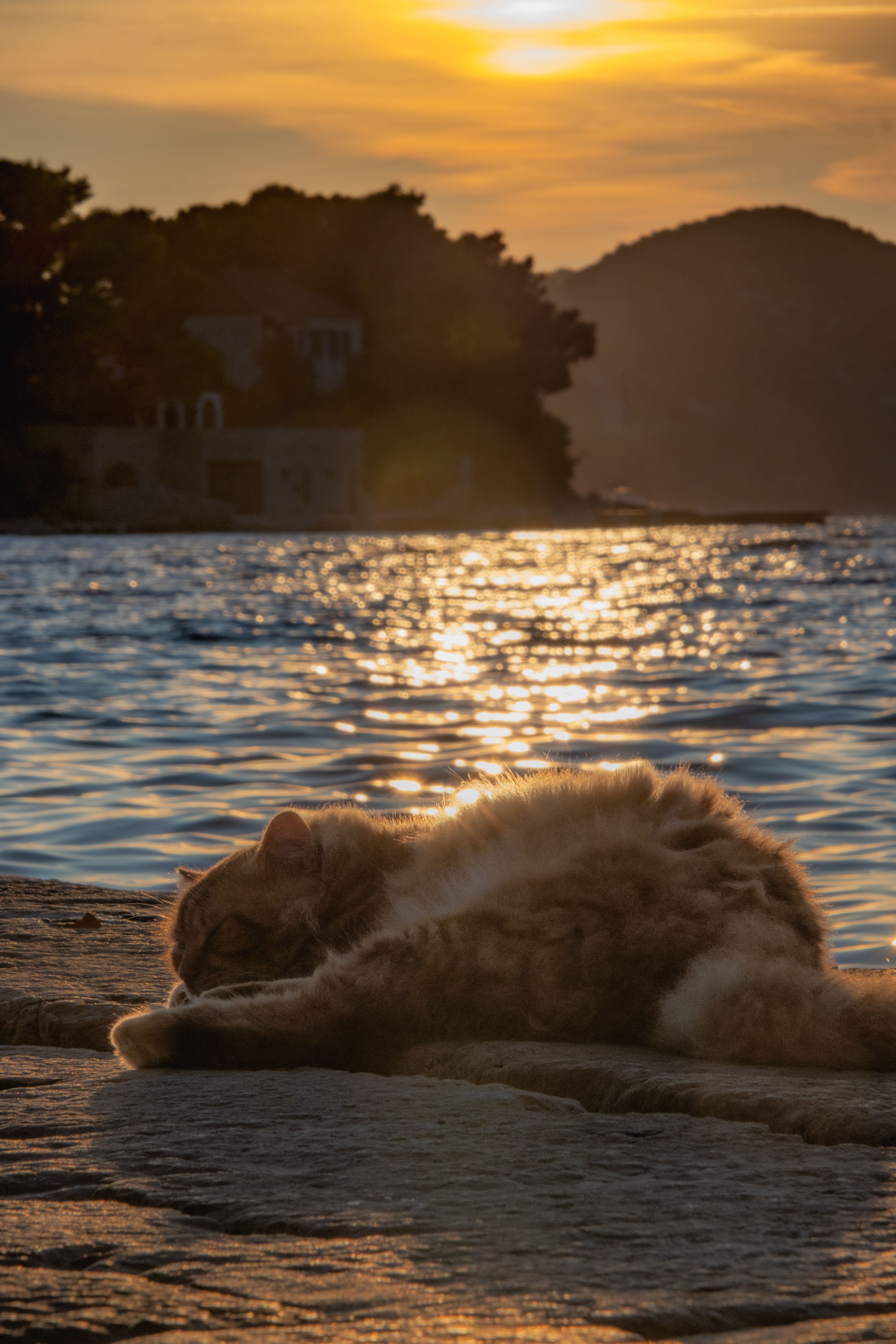 Relaxing Cat by the Sea at Sunset · Free Stock Photo