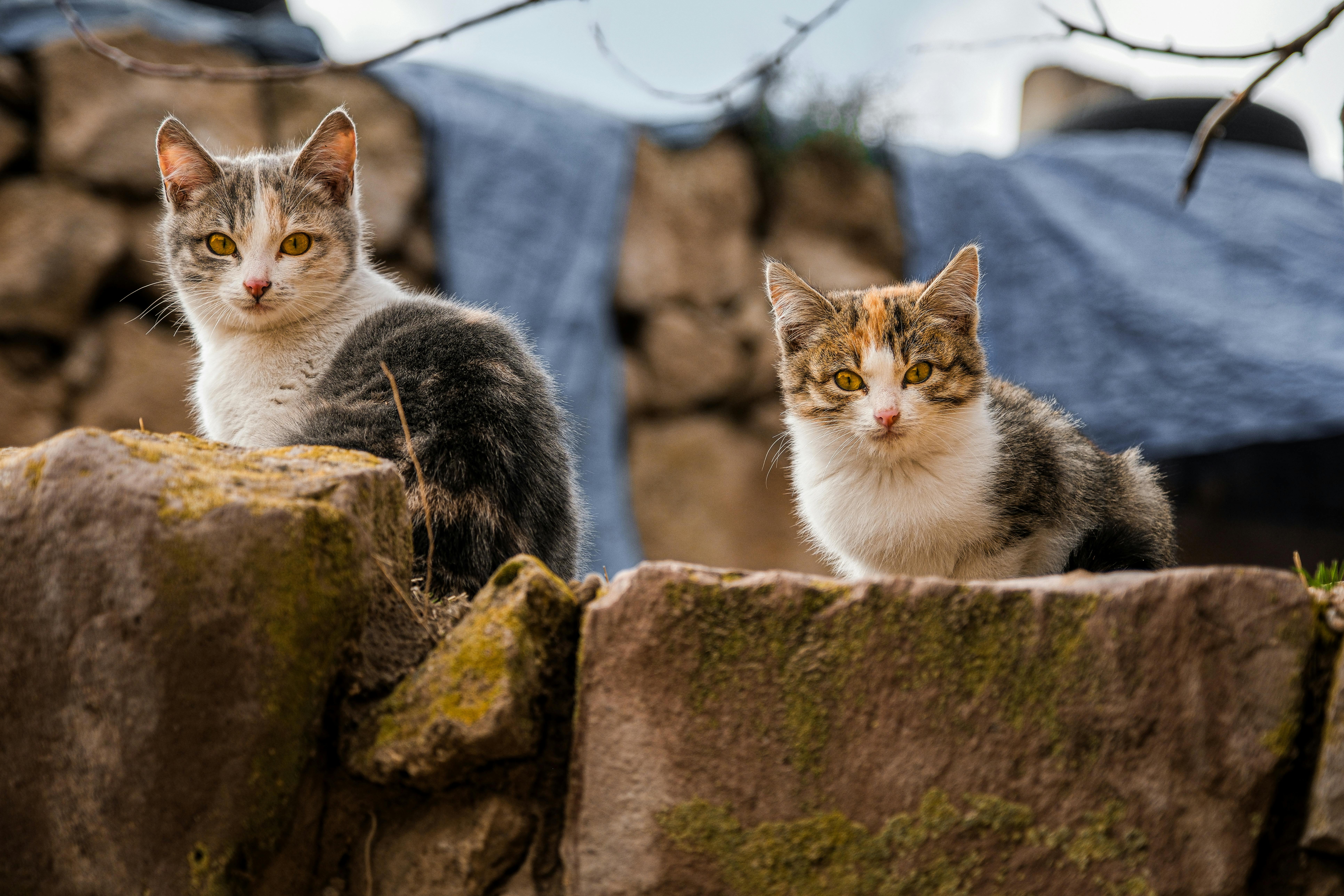 Two Calico Cats on Stone Wall Outdoors · Free Stock Photo