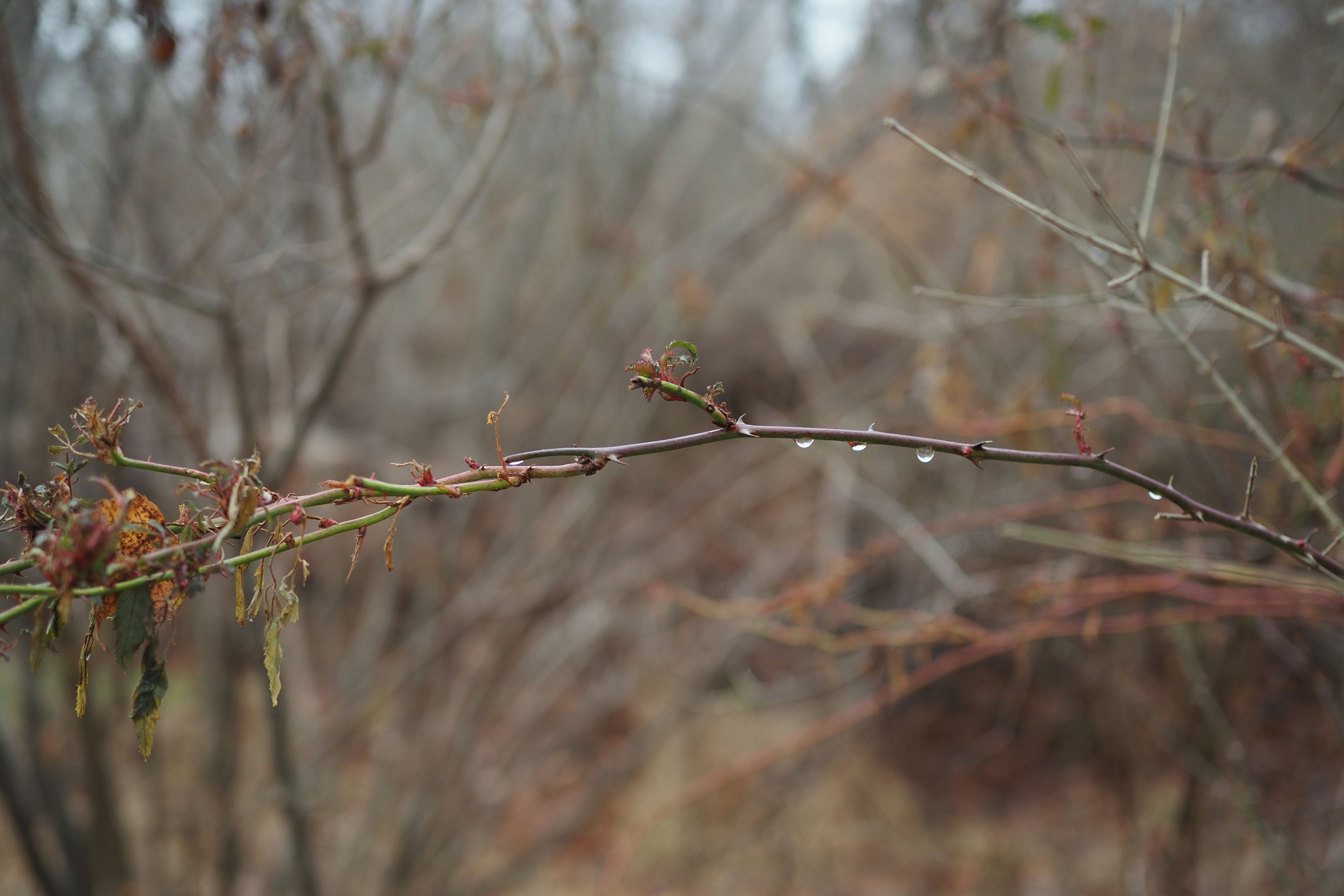 Raindrops on a Bare Branch in Winter · Free Stock Photo