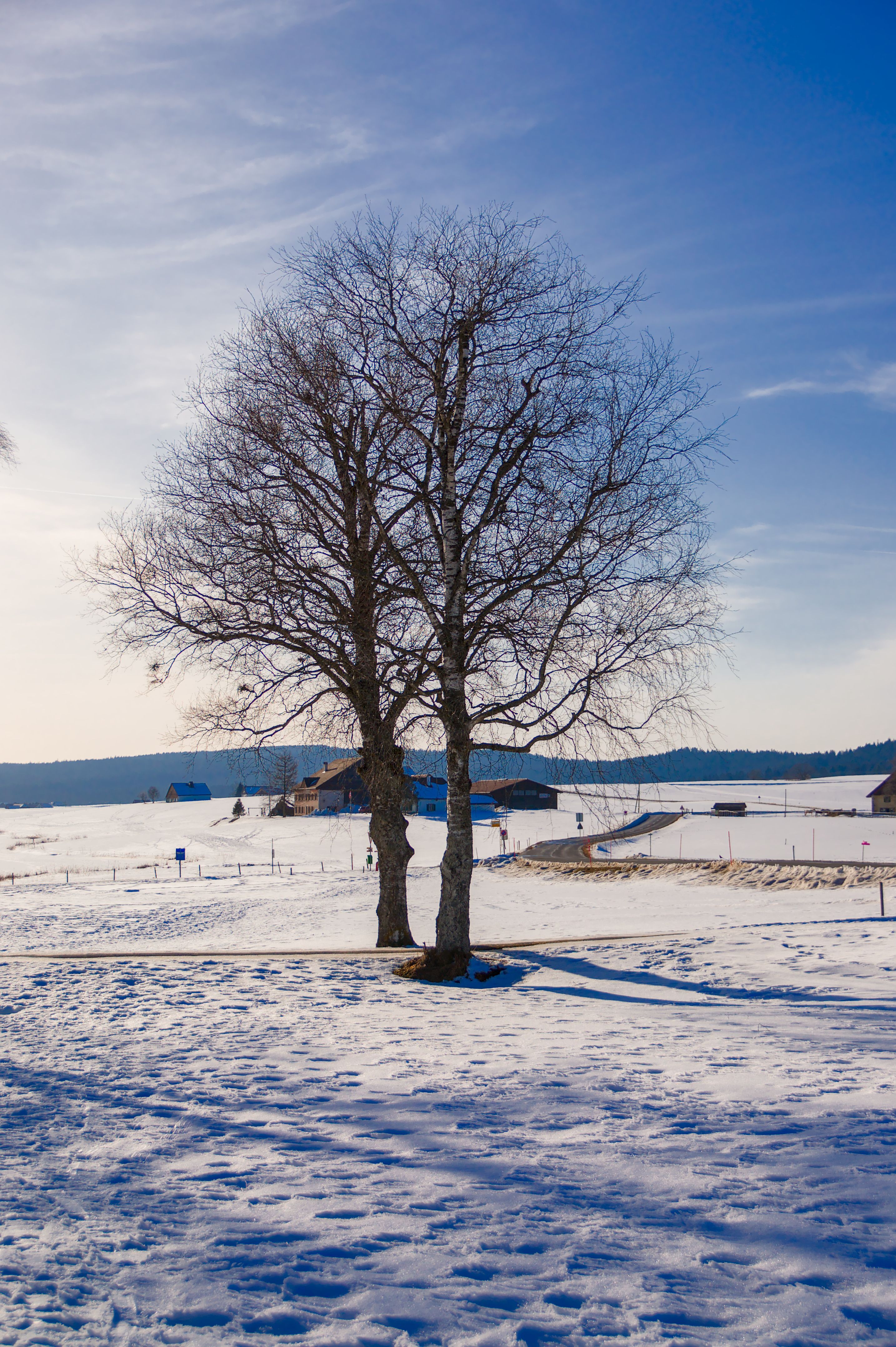 Snow-Covered Landscape with Bare Tree in Winter · Free Stock Photo
