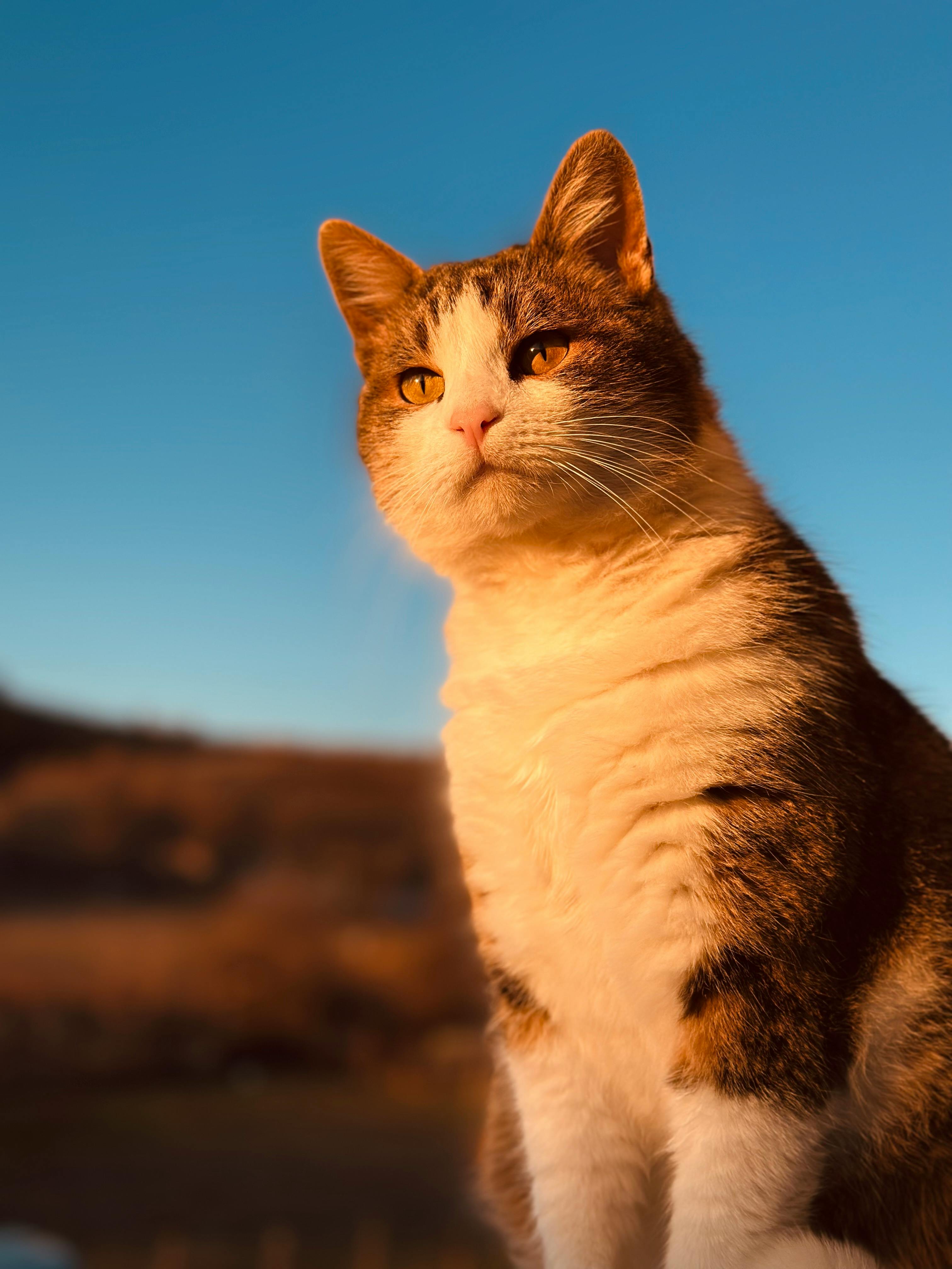 Portrait of a Cat in Golden Sunset Light · Free Stock Photo