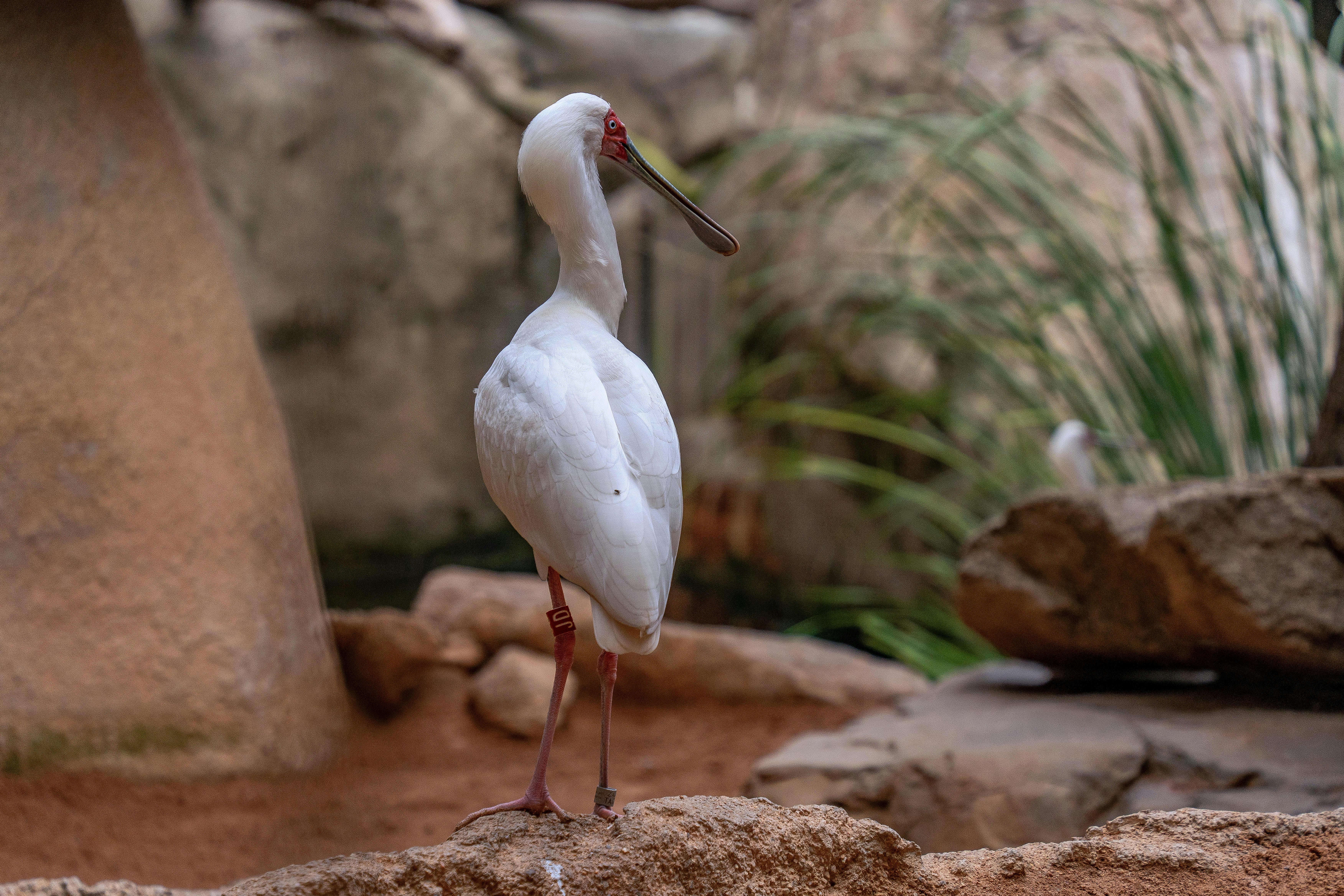 White Spoonbill Bird Standing in Natural Habitat · Free Stock Photo