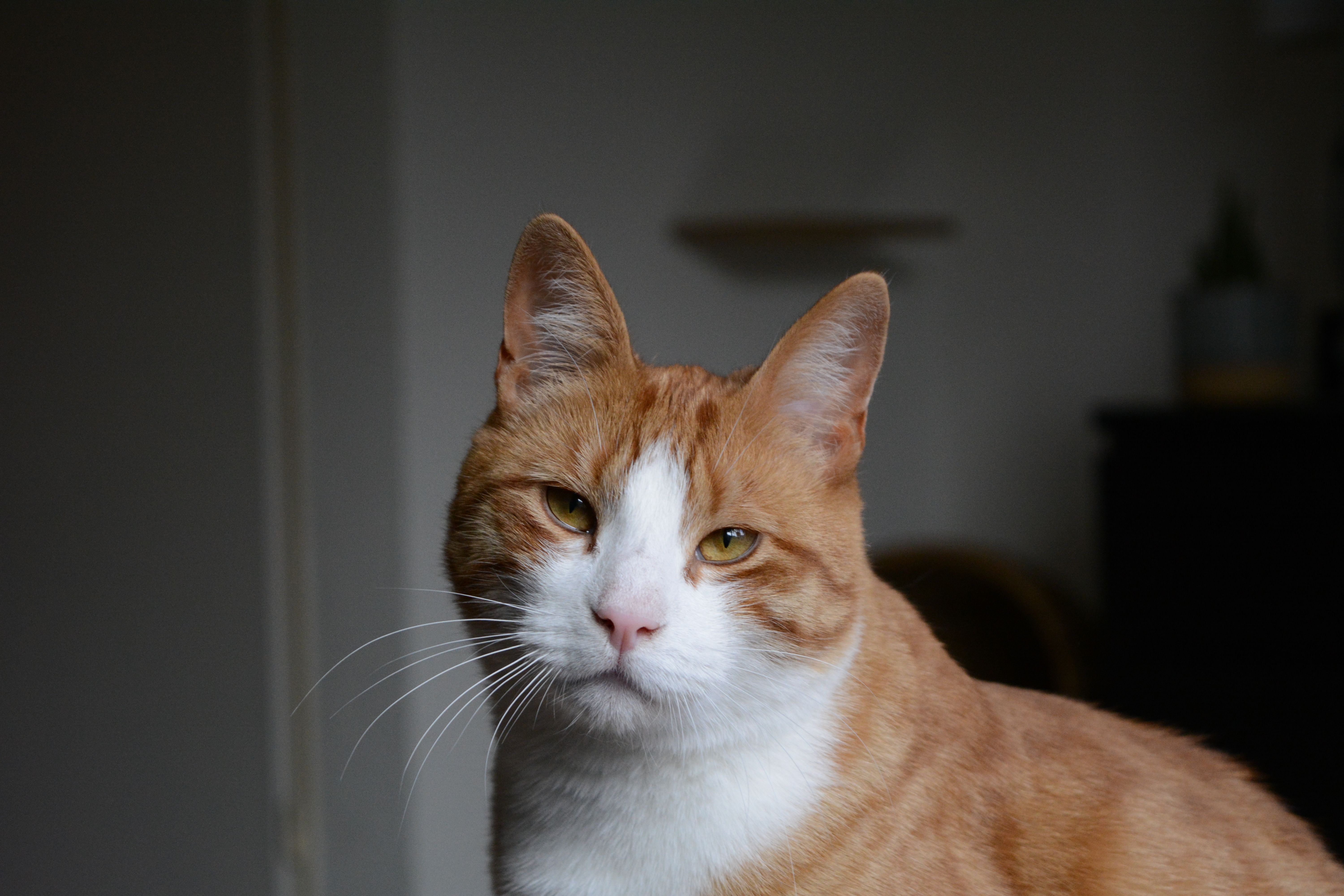 Close-up Portrait of an Orange Tabby Cat Indoors · Free Stock Photo