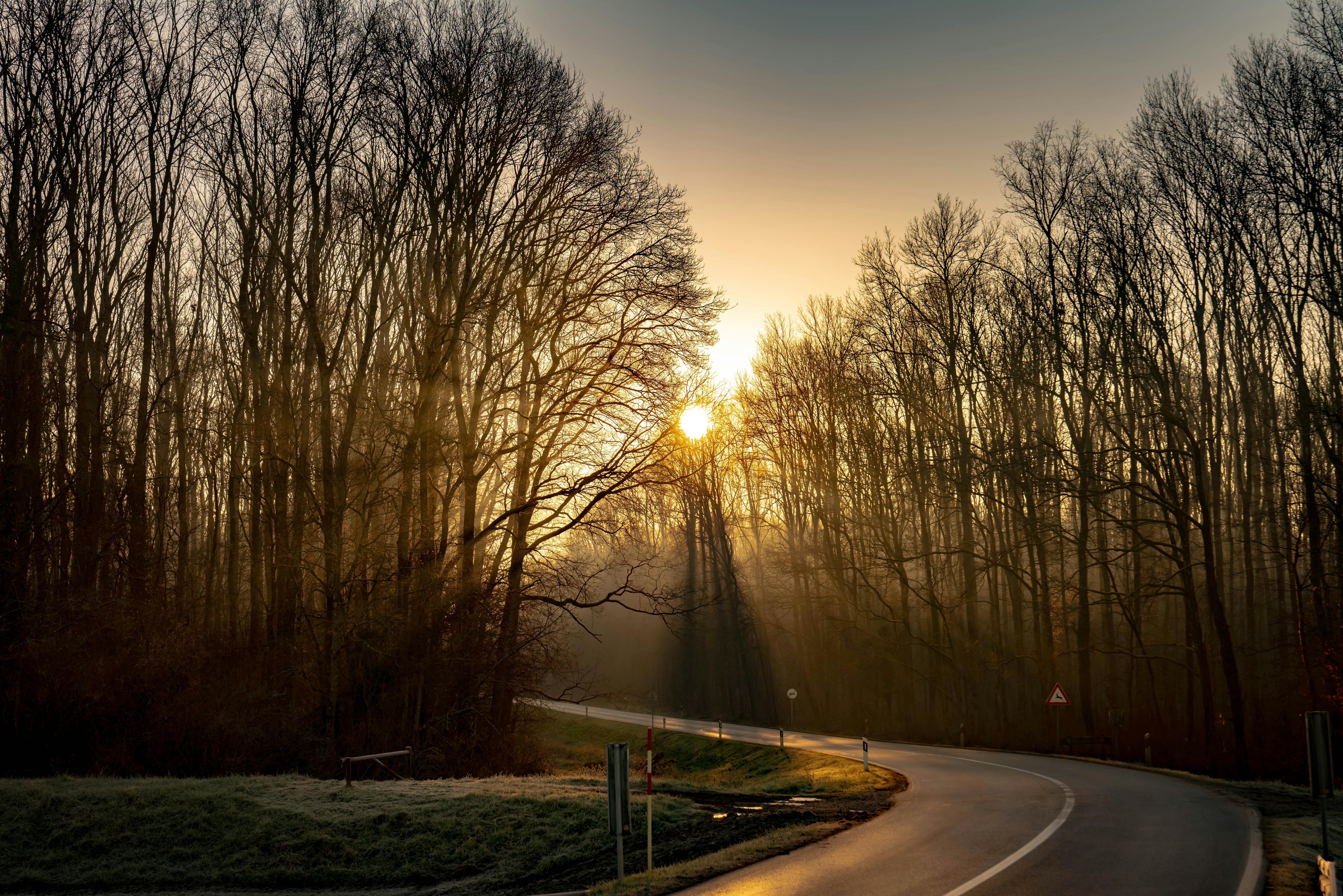 Sunrise Through Trees on Curved Forest Road · Free Stock Photo