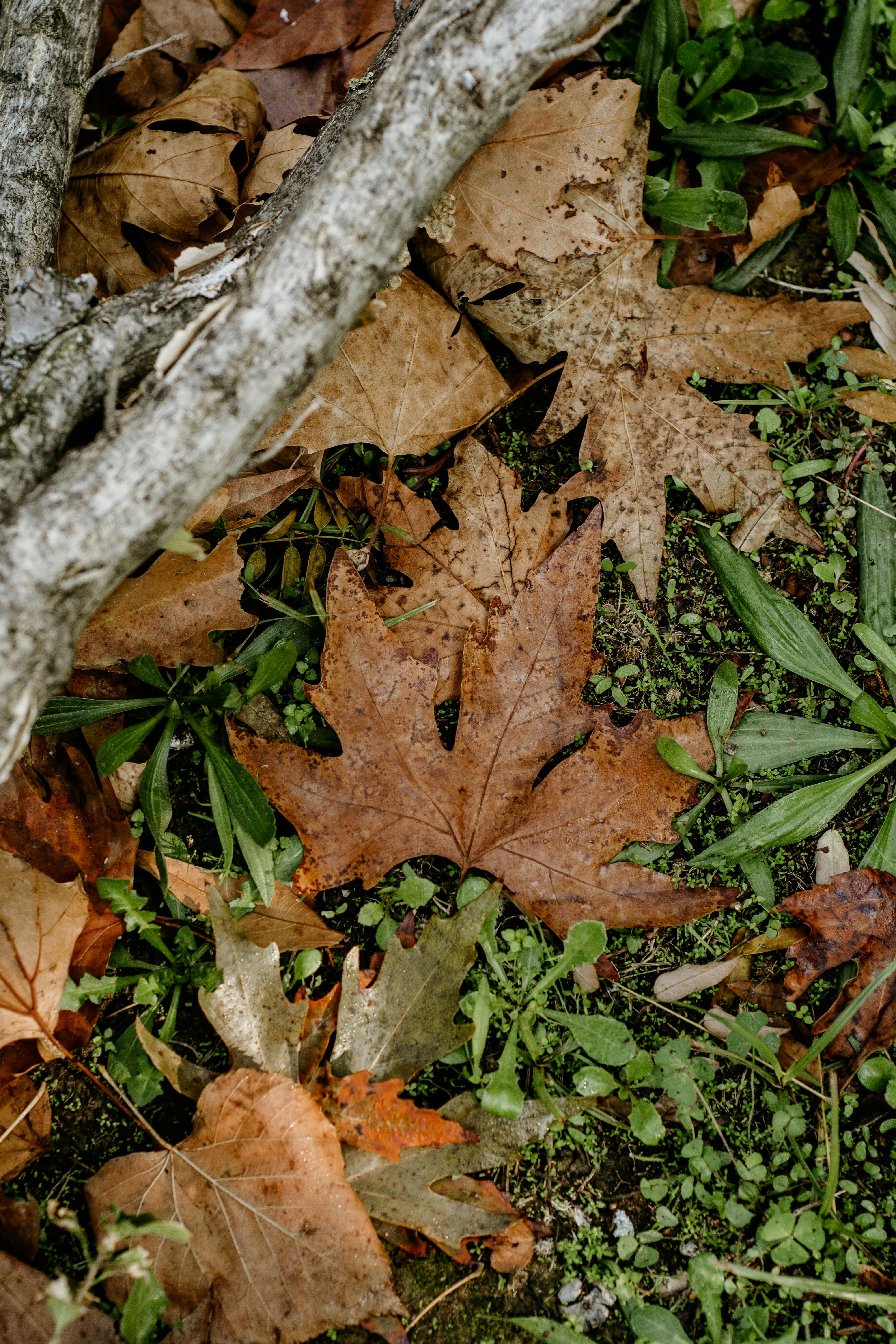 Autumn Leaves on Ground with Branches and Grass · Free Stock Photo