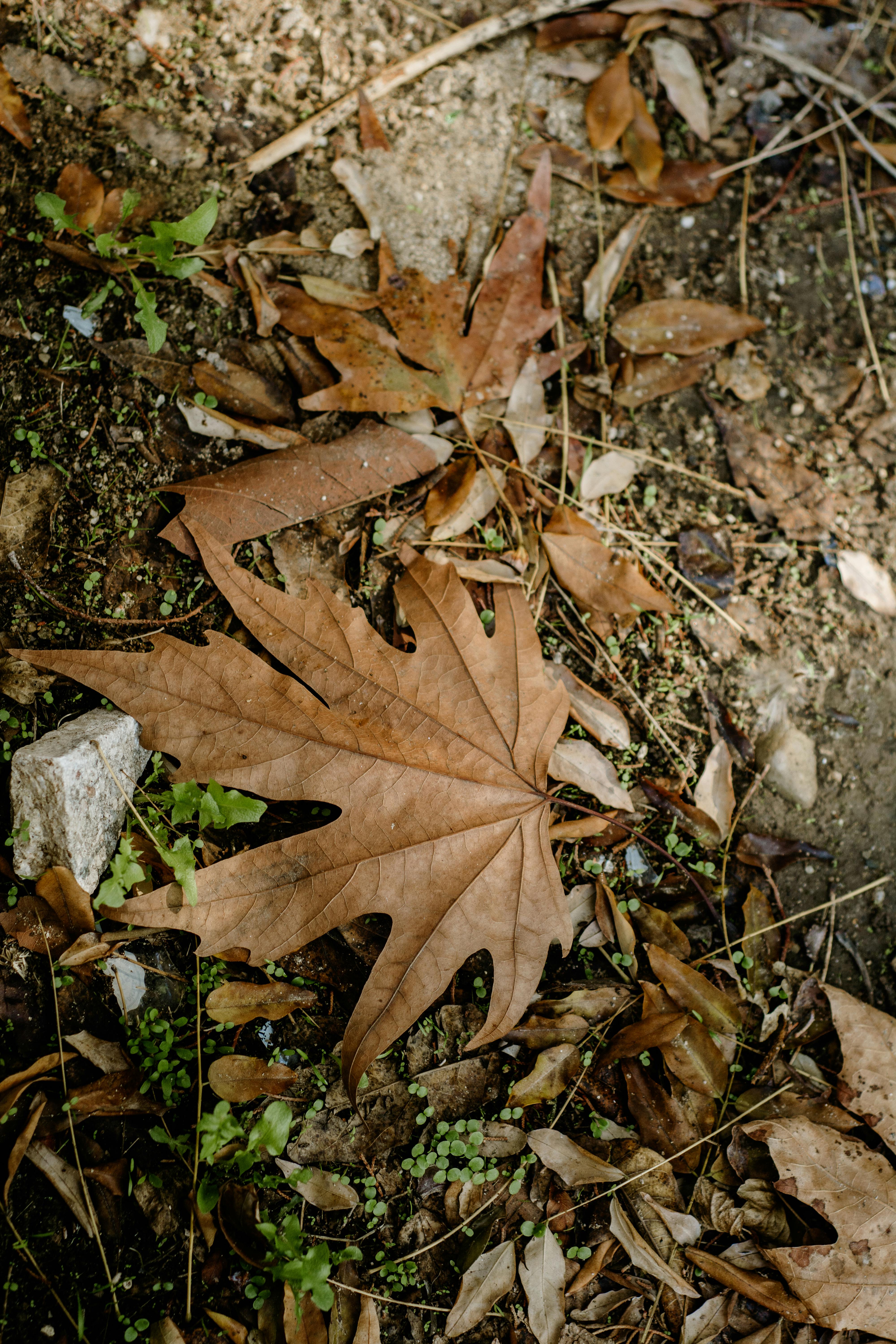 Fallen Brown Leaf on Earthy Ground in Autumn · Free Stock Photo