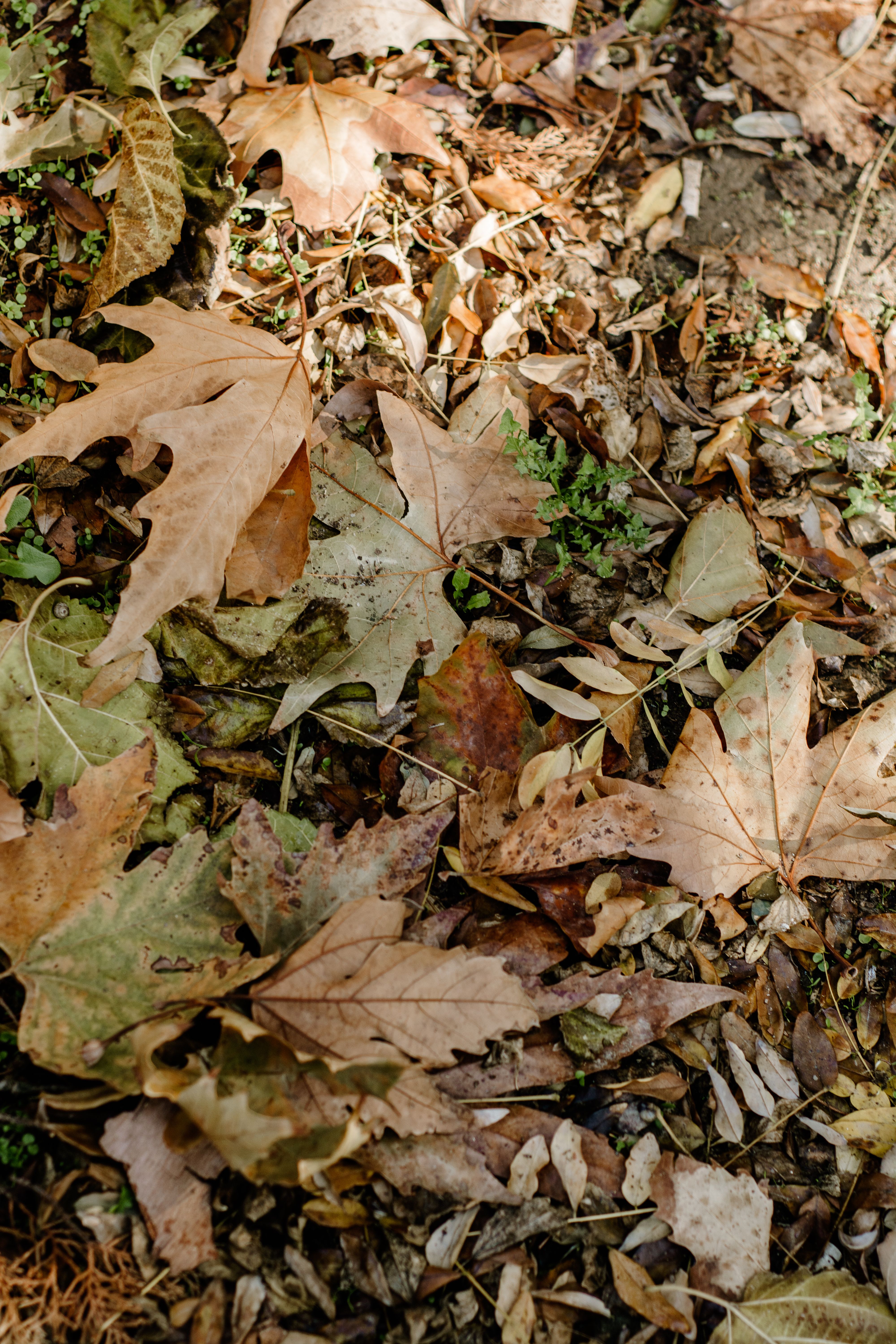 Dry Autumn Leaves on Forest Ground · Free Stock Photo