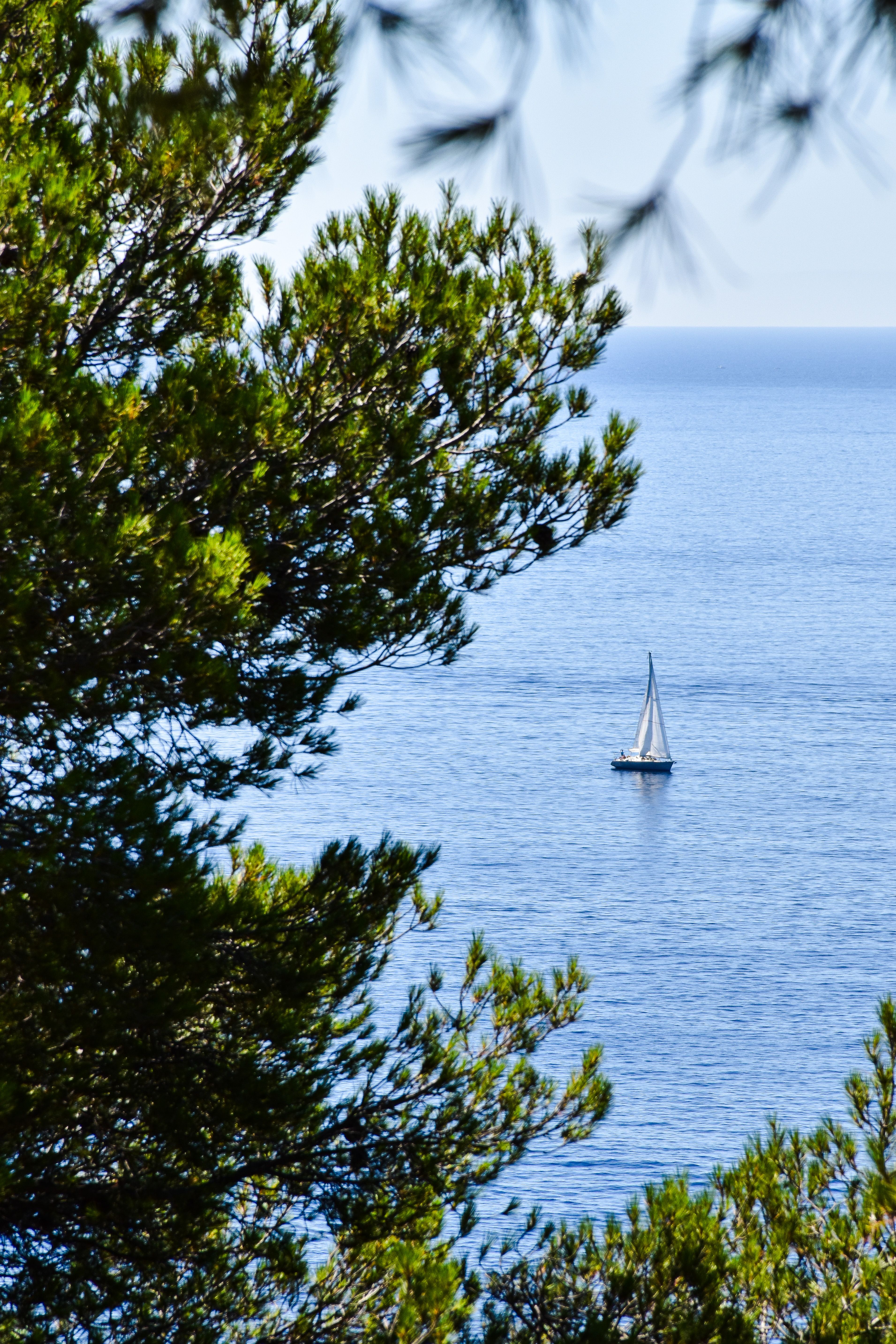 Sailboat on Mediterranean Sea Through Pine Trees · Free Stock Photo