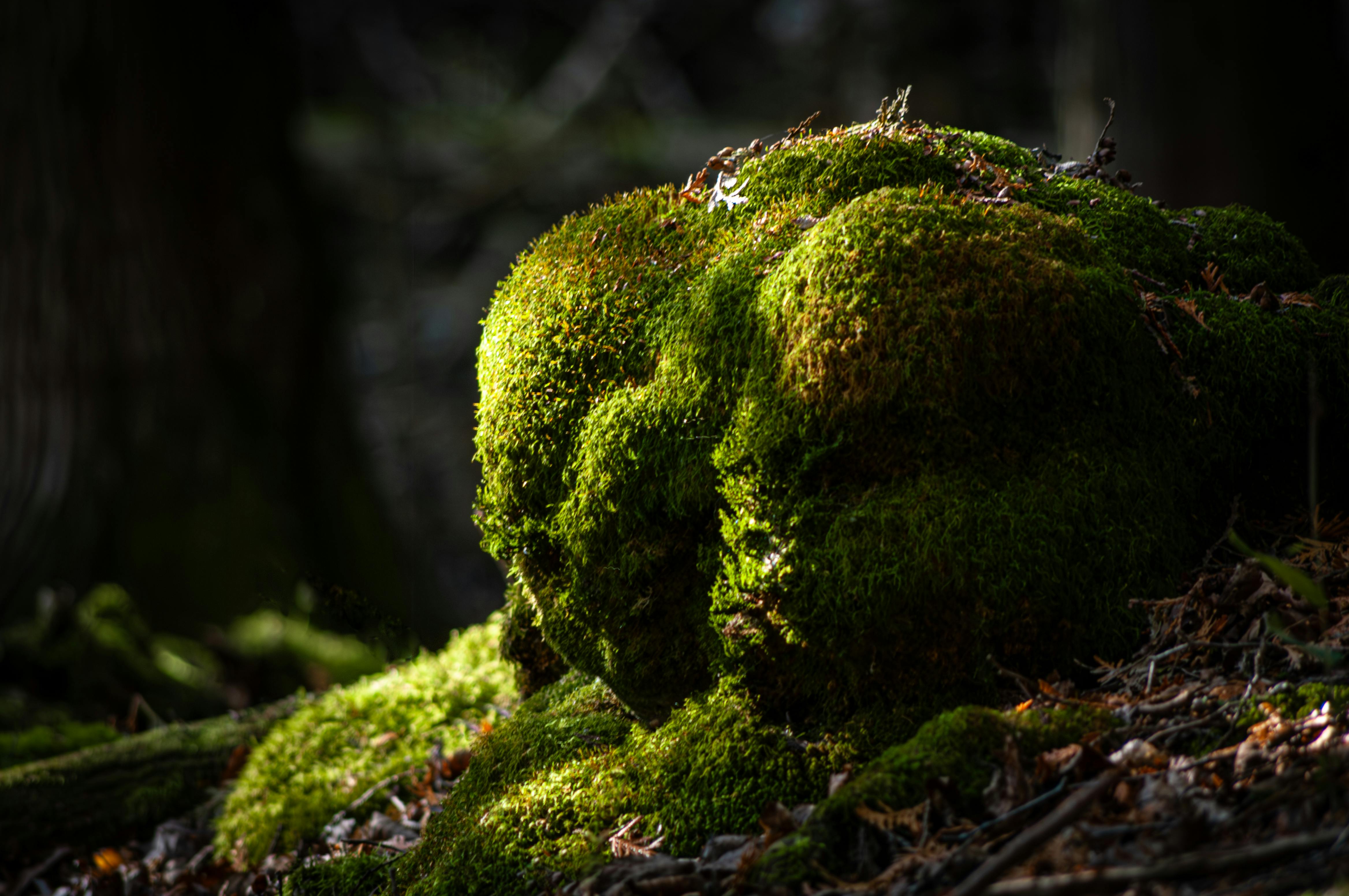 Moss-Covered Rock in Shaded Forest Scene · Free Stock Photo