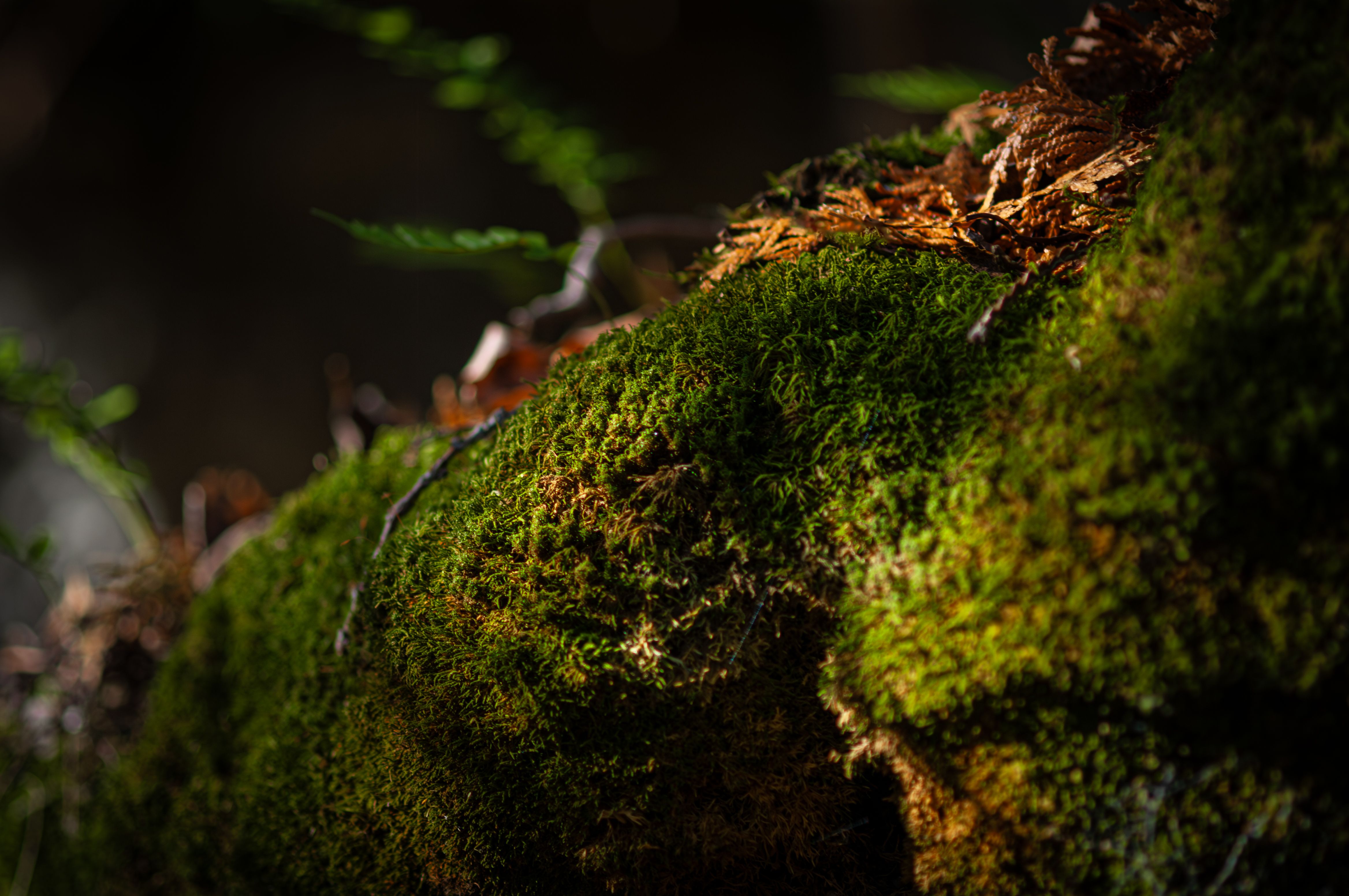 Oliver Magno - Photography