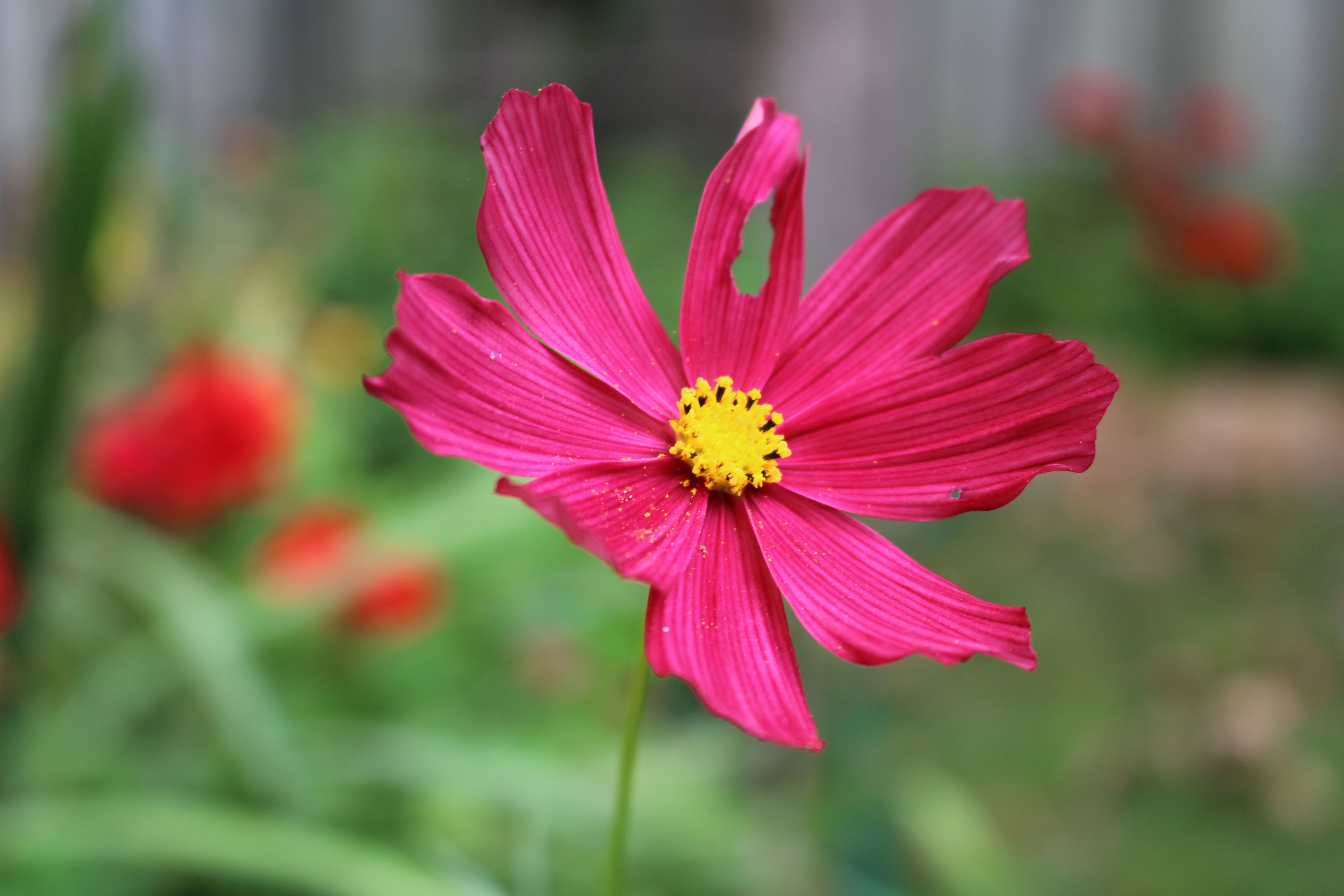 Single Pink Cosmos Flower in Bloom · Free Stock Photo