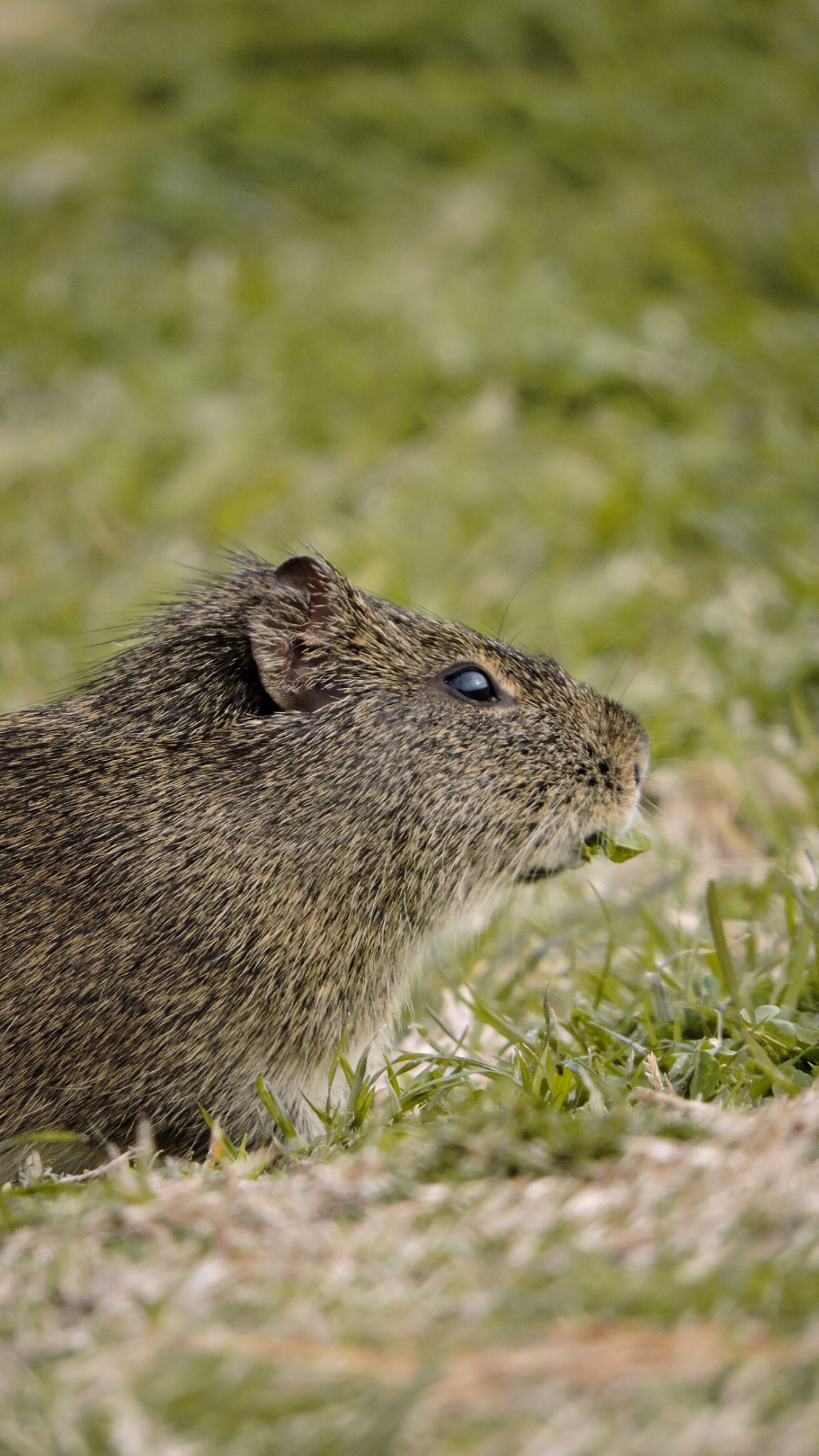 Close-up of a Cavy Grazing in Argentina's Wild · Free Stock Photo
