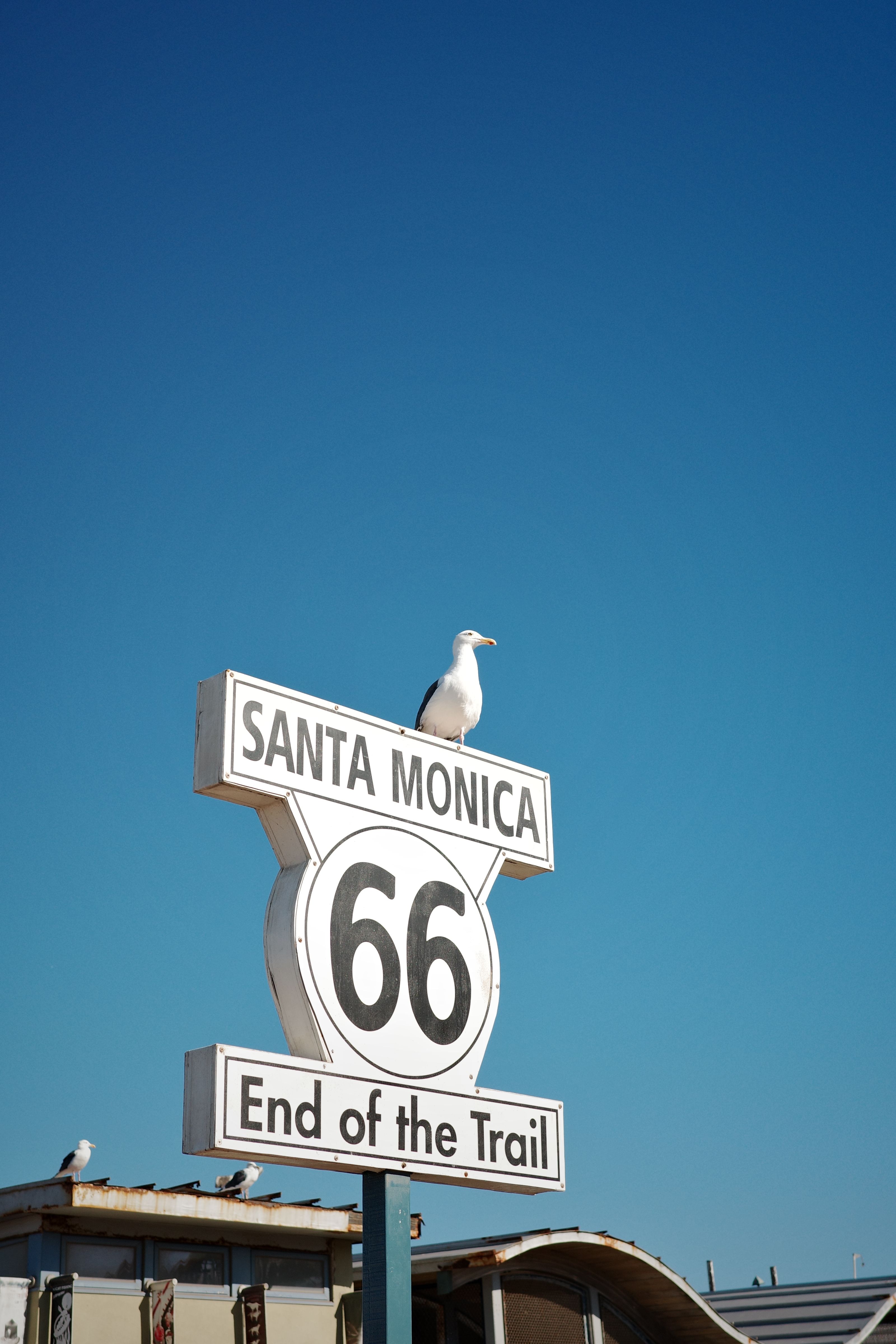 Iconic Santa Monica Route 66 Sign with Seagull · Free Stock Photo