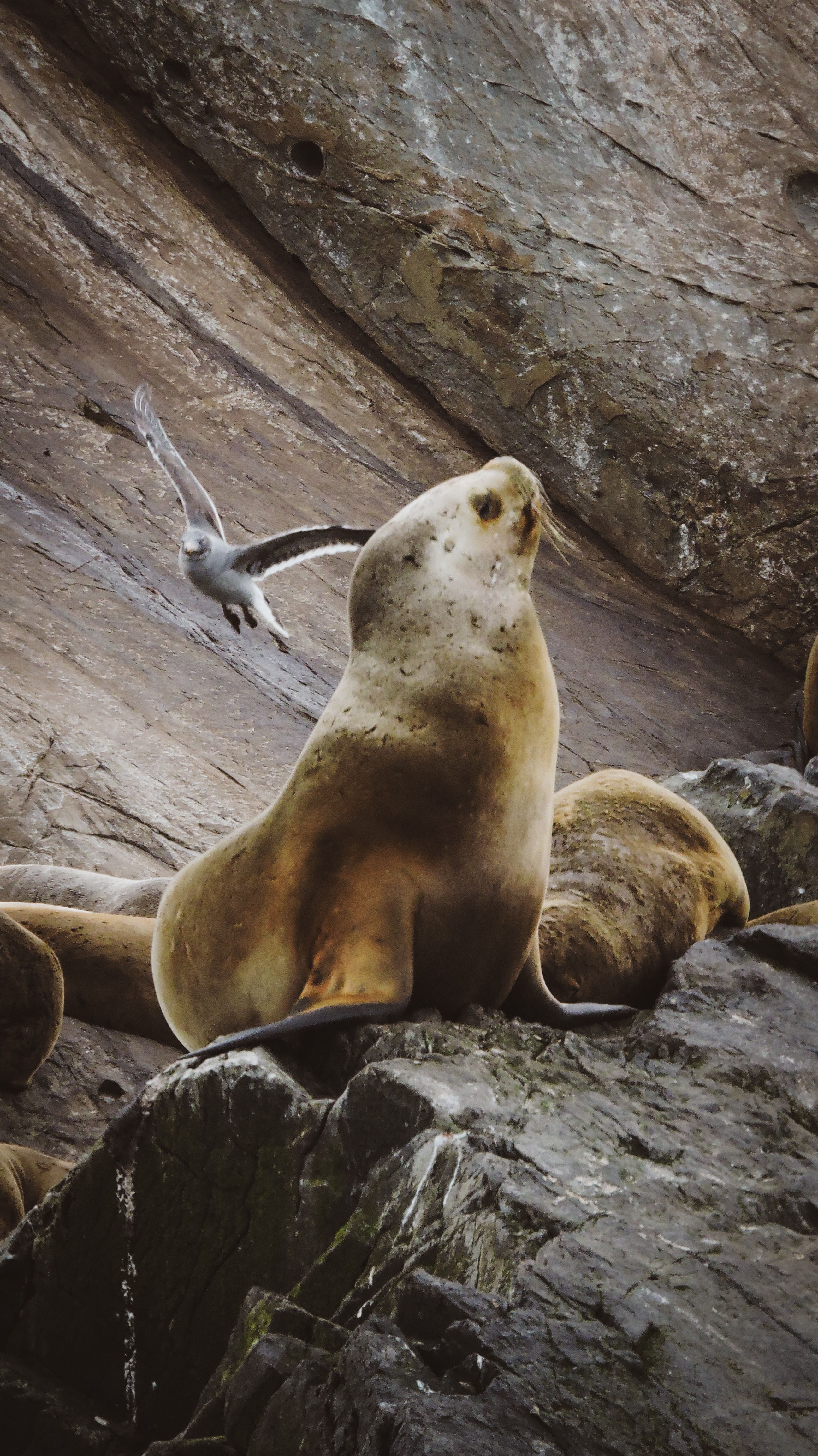 Sea Lion and Bird on Rocky Shore in Ushuaia · Free Stock Photo