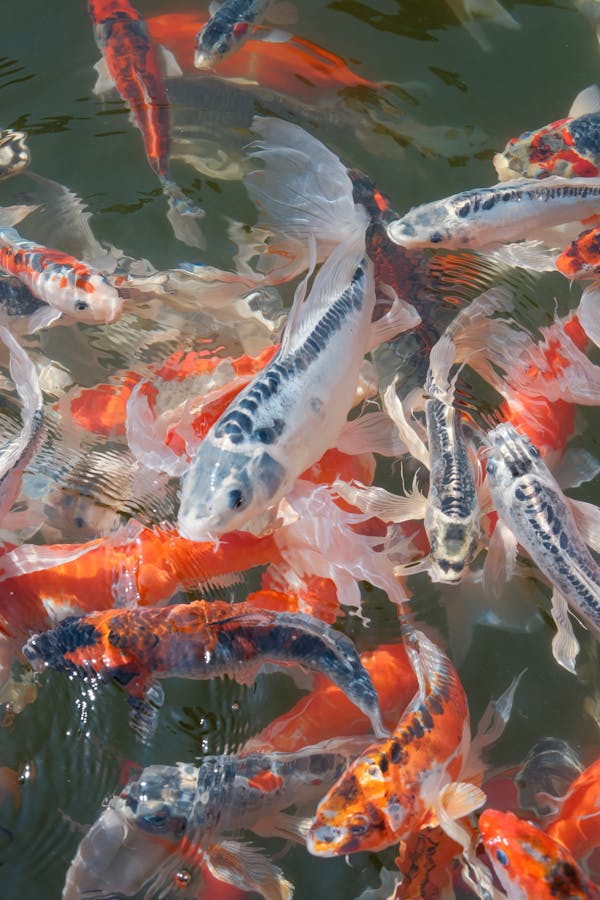 Koi Fish Photos, Download The BEST Free Koi Fish Stock Photos & HD Images