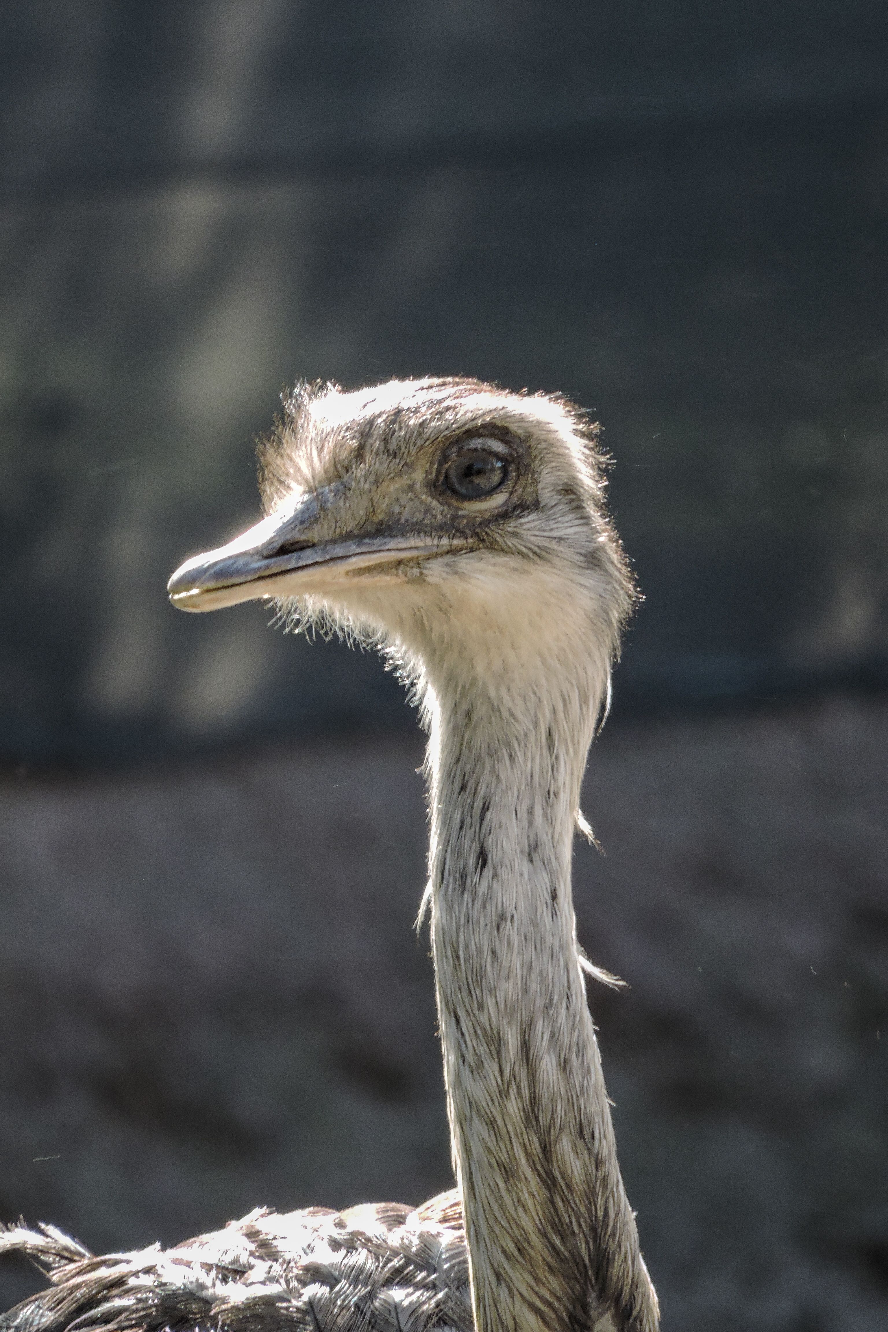Elegant Portrait of a Rhea in Buenos Aires Zoo · Free Stock Photo