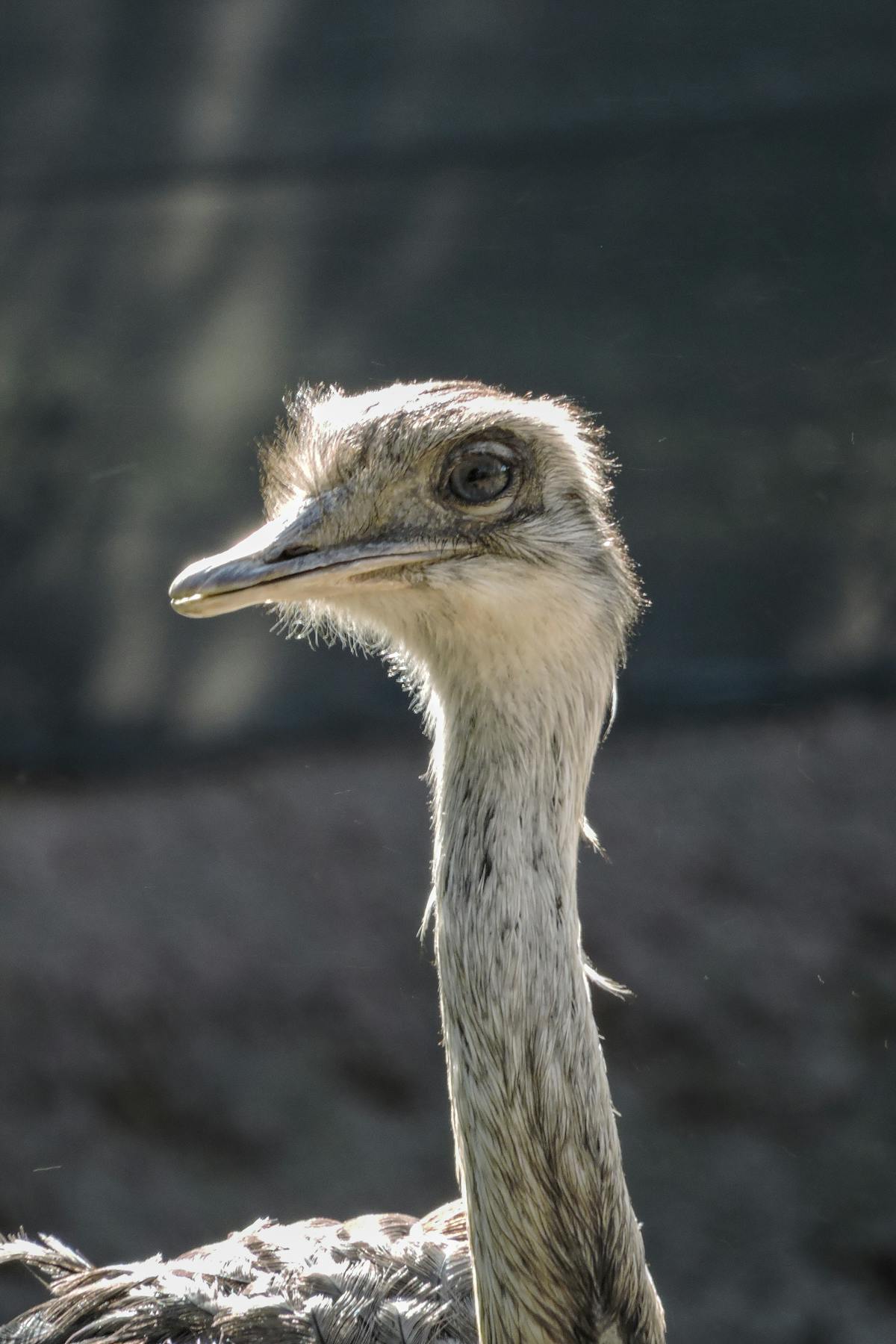 Birds Rhea Photos, Download The BEST Free Birds Rhea Stock Photos & HD ...