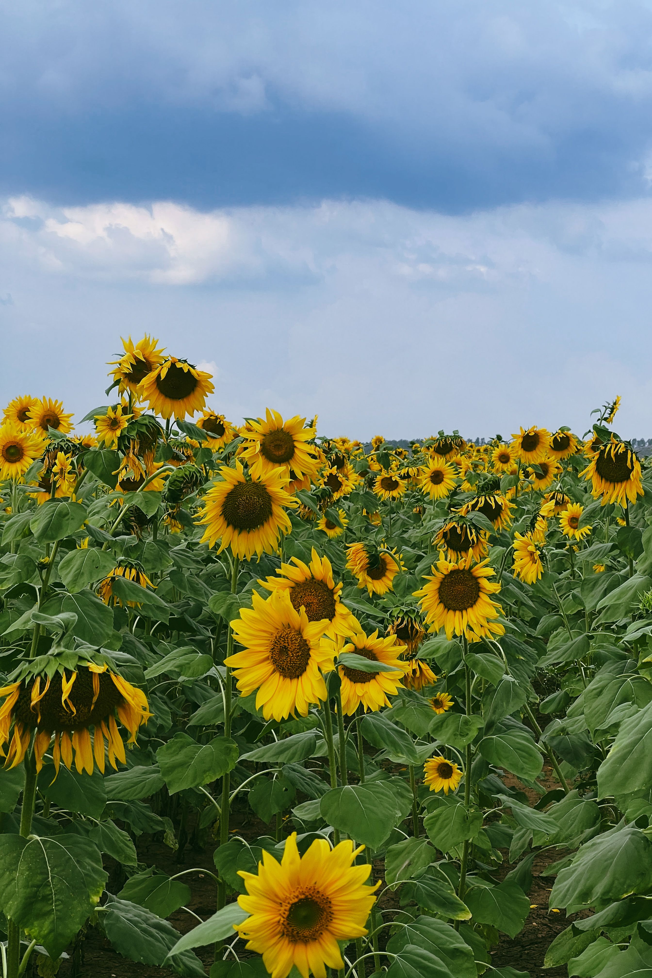Landscape Photography of Sunflower Field during Sunset · Free Stock Photo