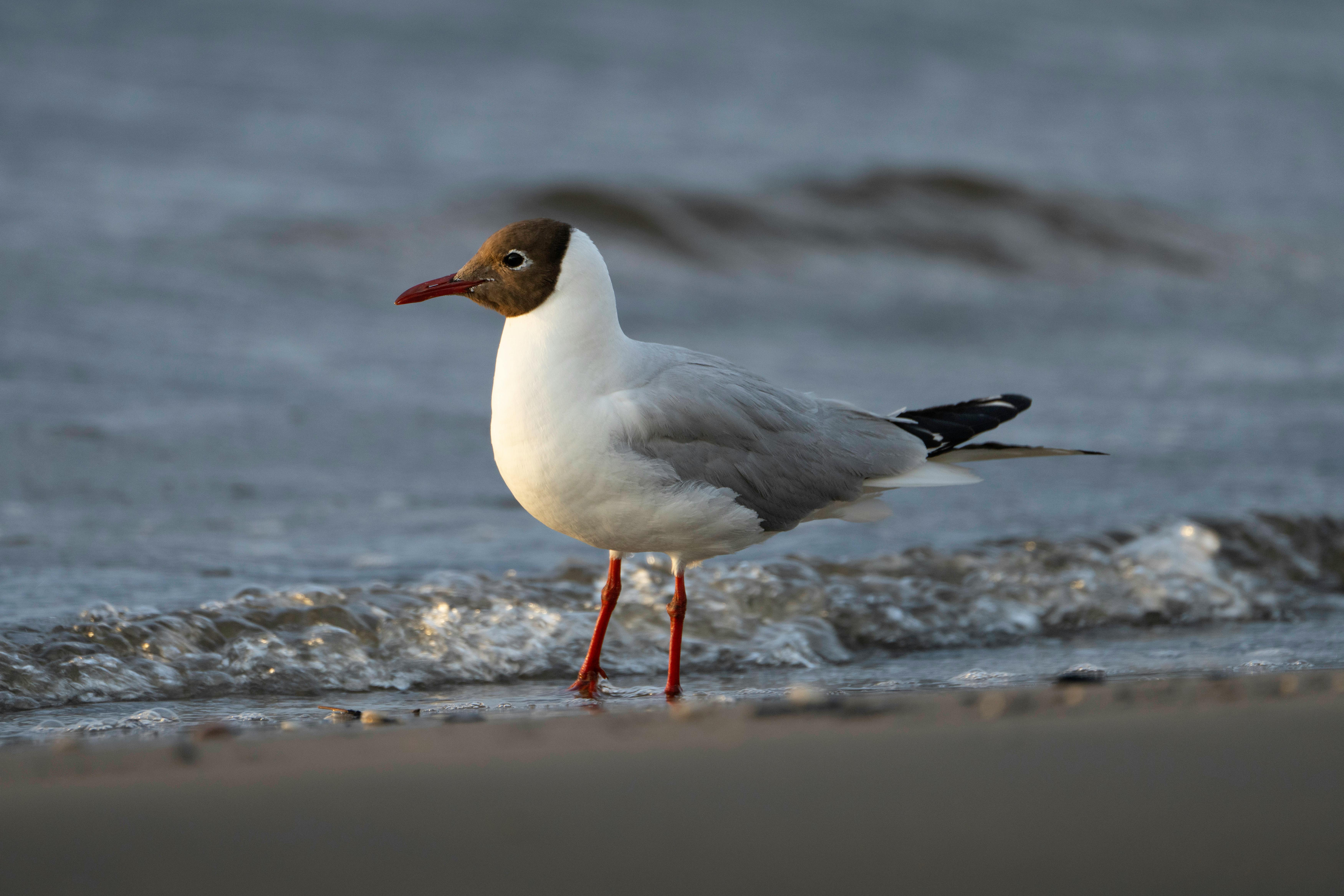 Black-headed Gull on a Sandy Beach Shoreline · Free Stock Photo