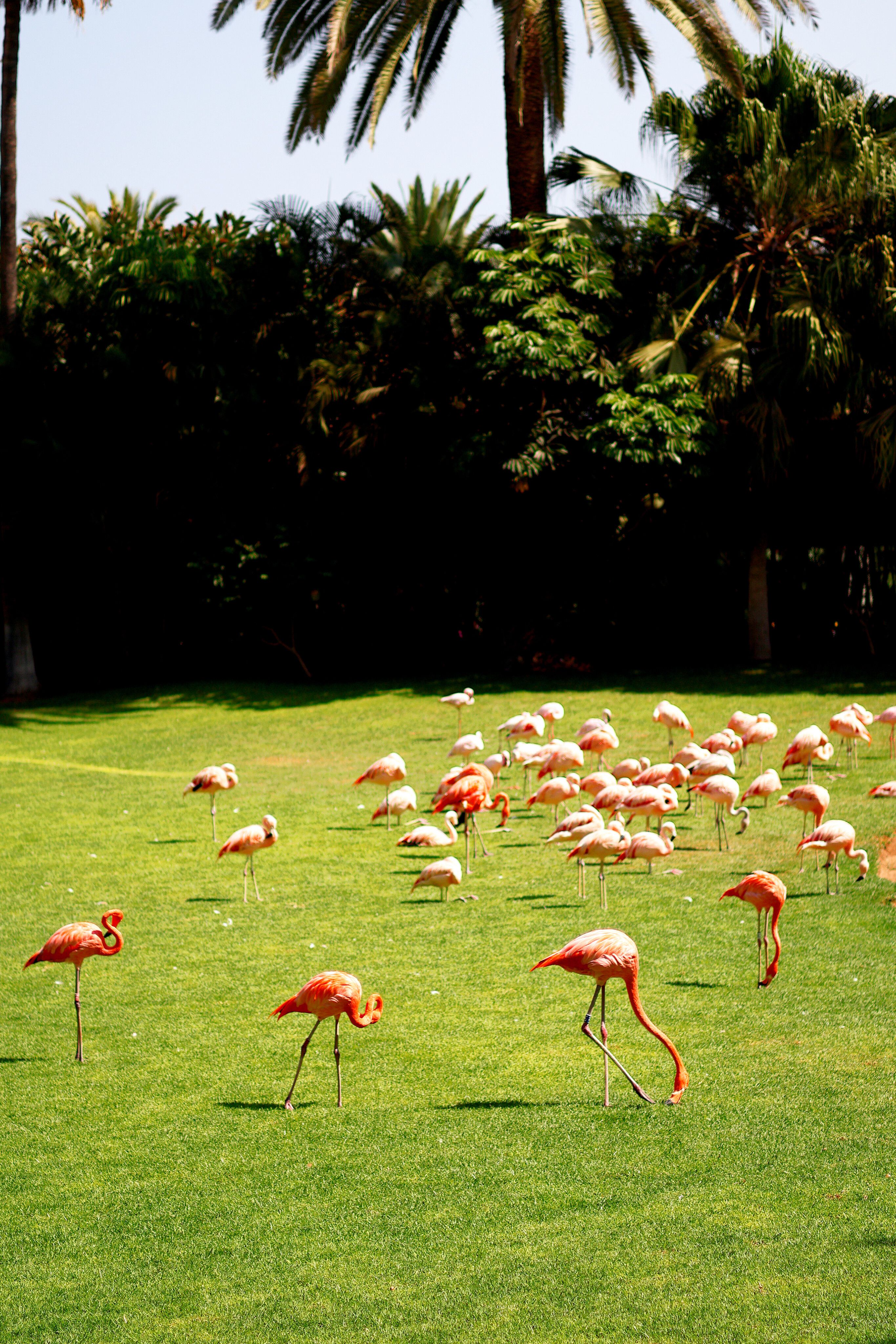 Flock of Flamingos Grazing on Lush Greenery · Free Stock Photo