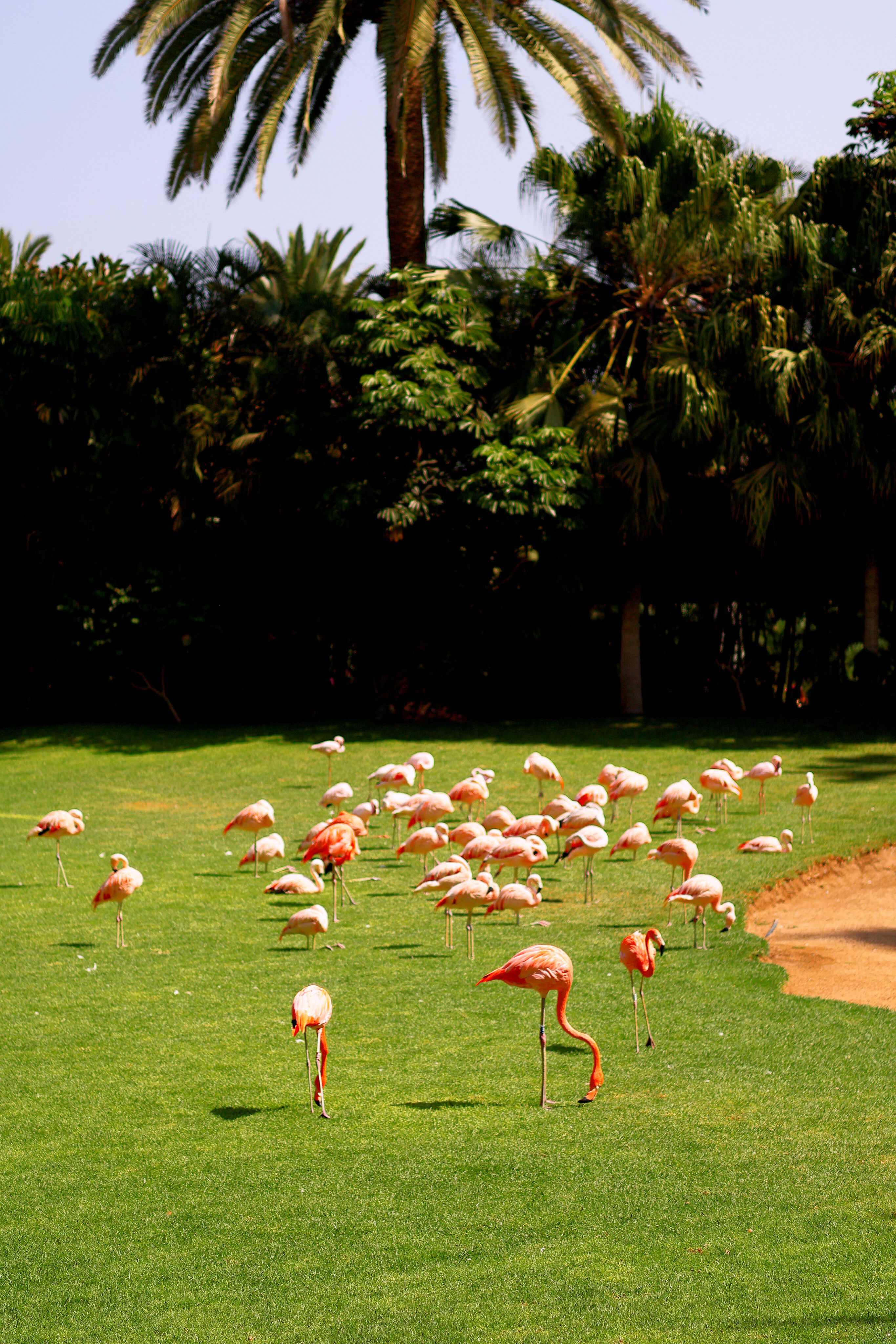 Tropical Flamingos Grazing in Lush Garden · Free Stock Photo