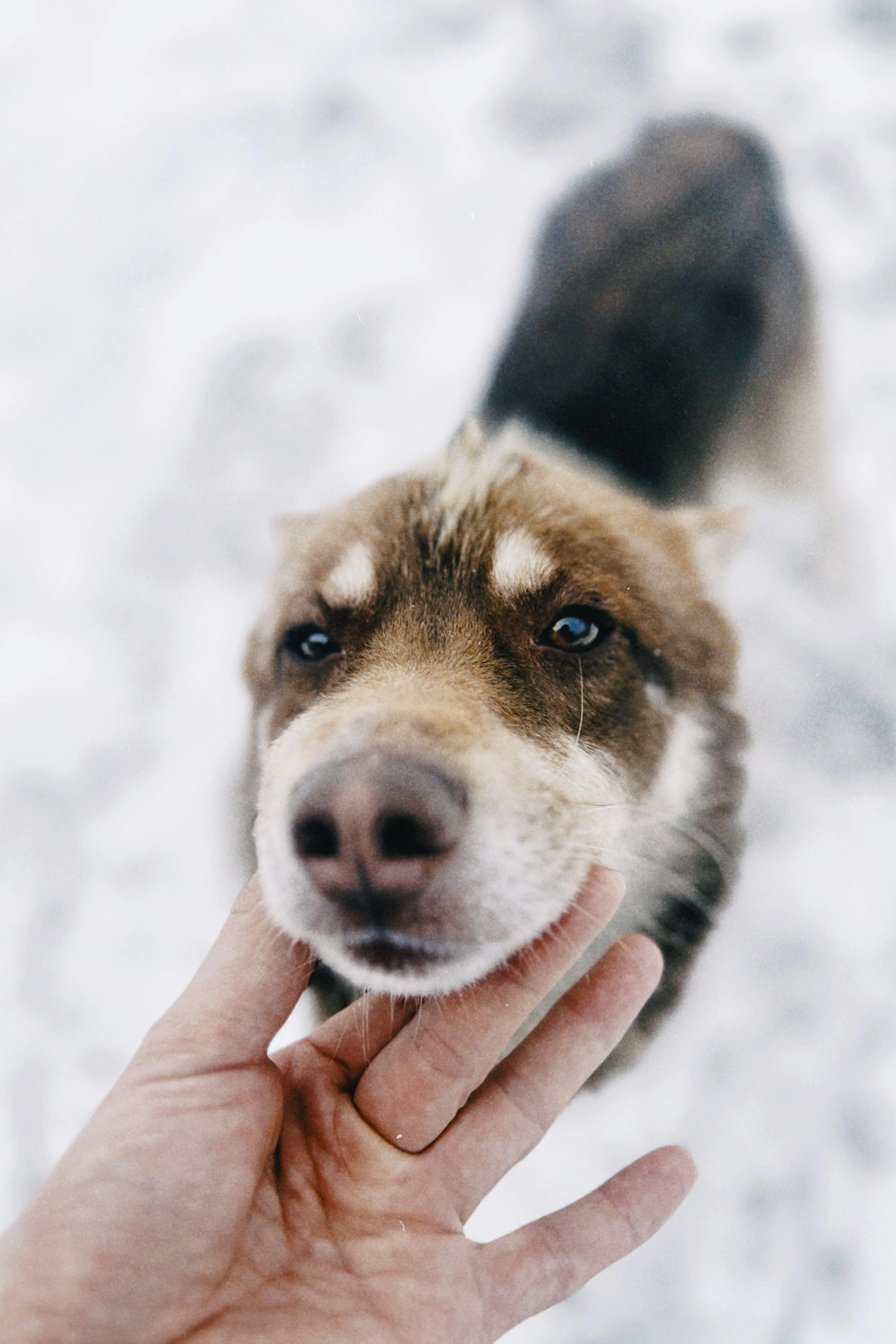 Friendly Dog Being Petted Outdoors in Snow · Free Stock Photo