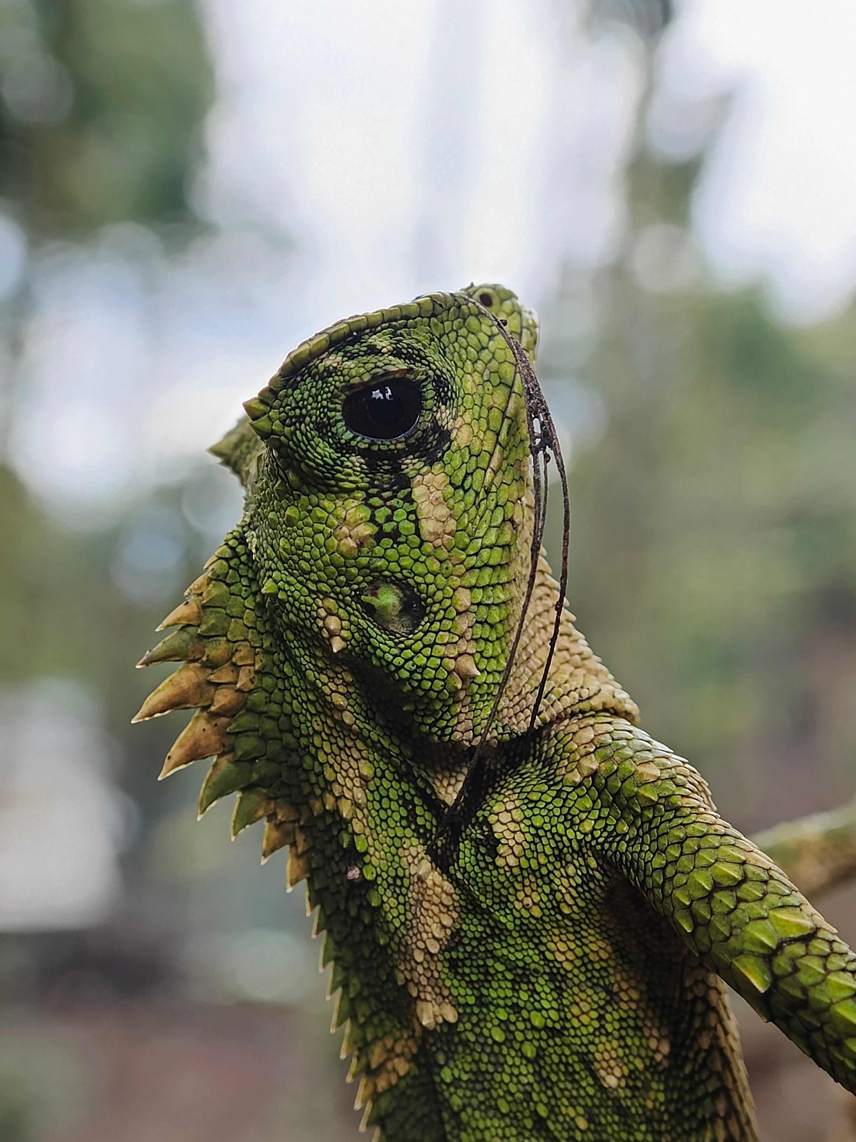 Close-up of Colorful Agamid Lizard in Bandung · Free Stock Photo