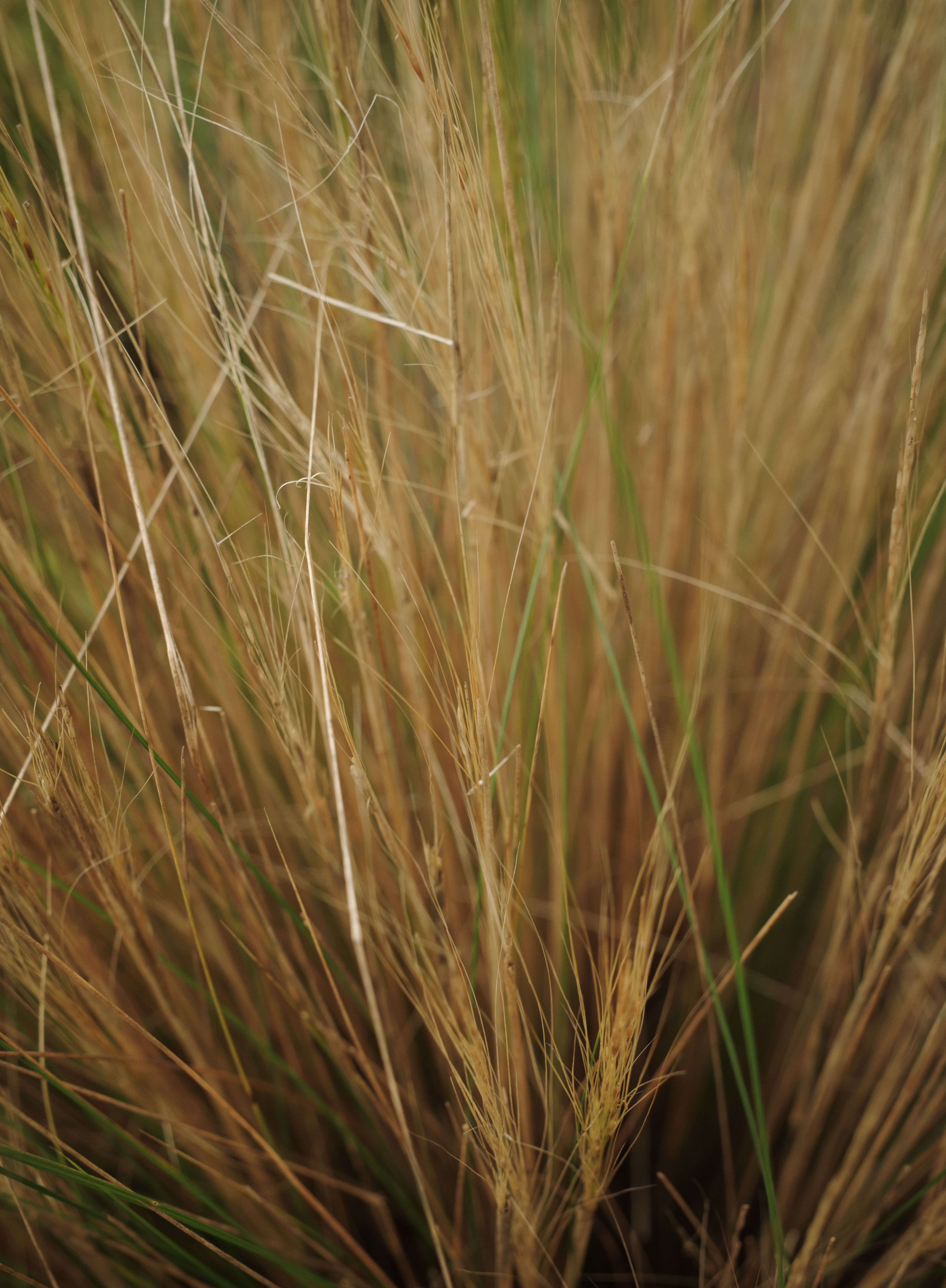 Close-up of Brown Tall Grass in Natural Setting · Free Stock Photo