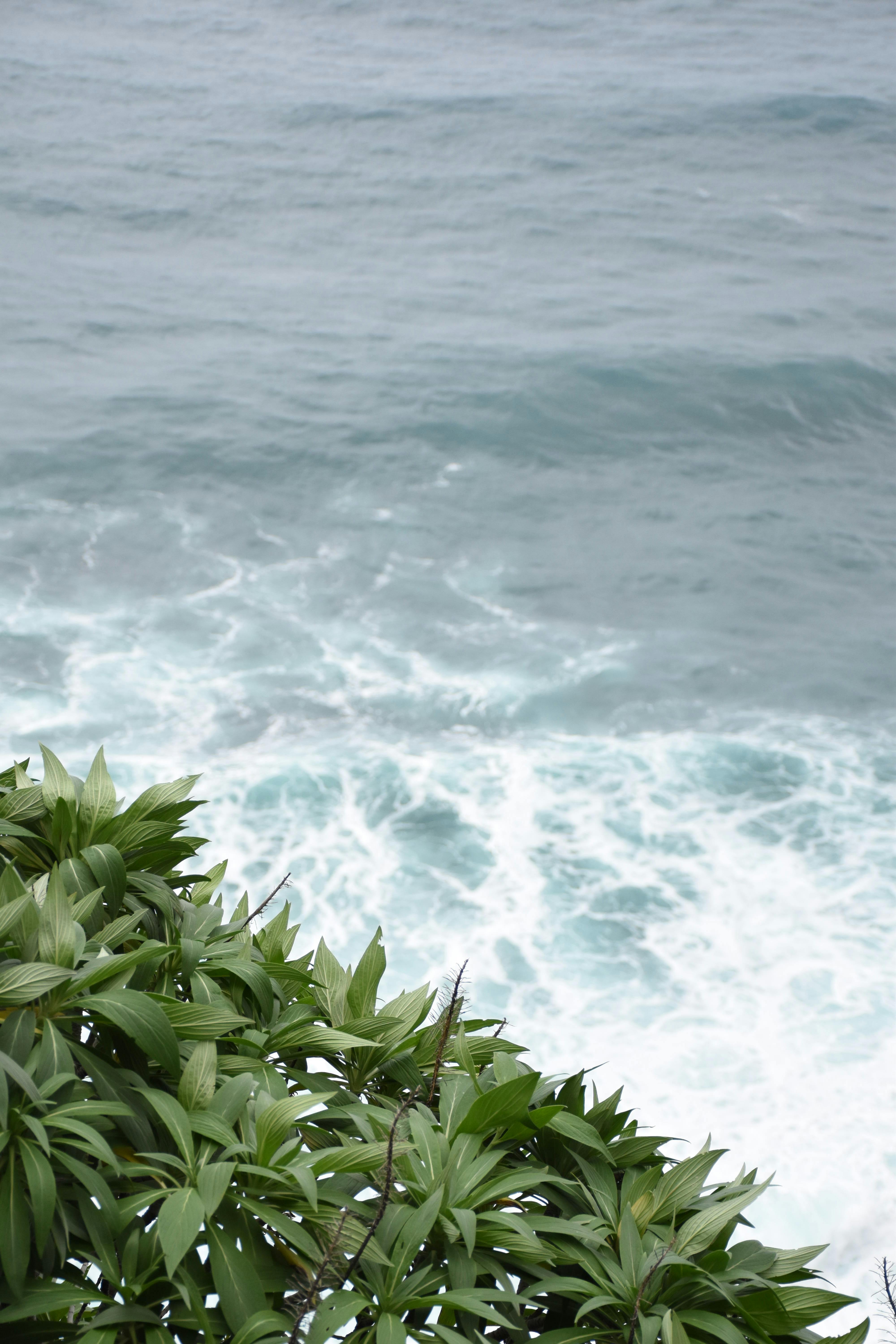 Lush Greenery Overlooking Ocean Waves · Free Stock Photo