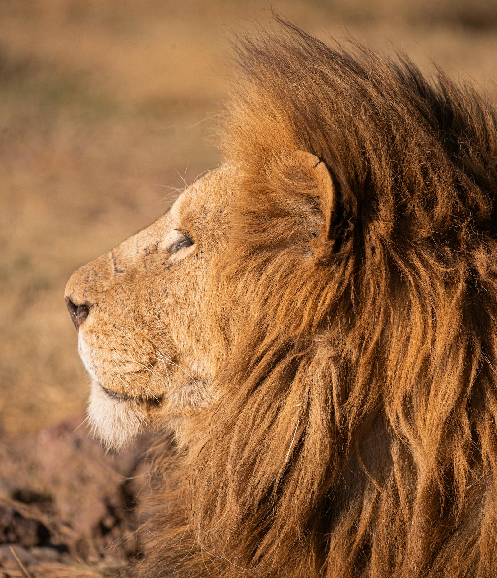 The Lion King Simba Photos, Download The BEST Free The Lion King Simba ...