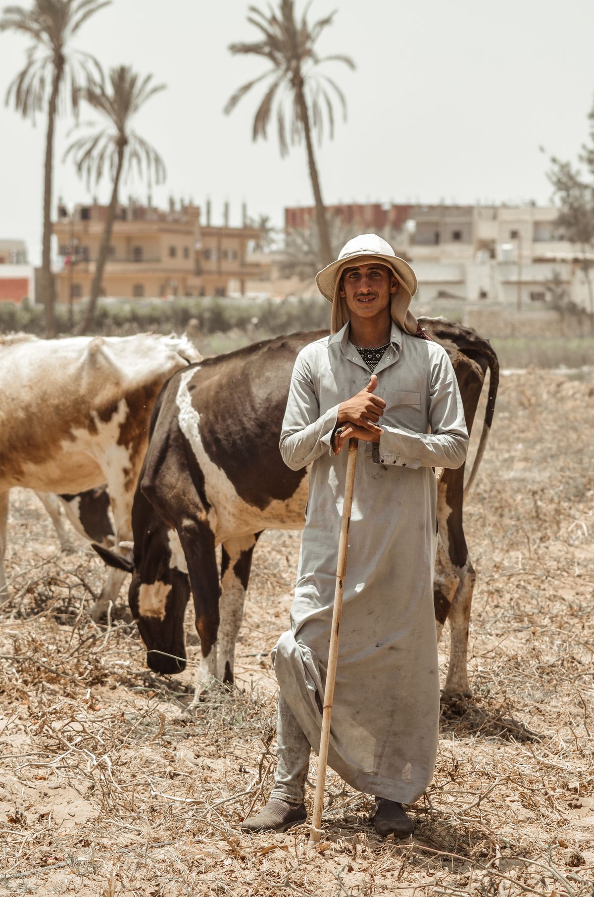 Cotton Field Egypt Photos, Download The BEST Free Cotton Field Egypt ...
