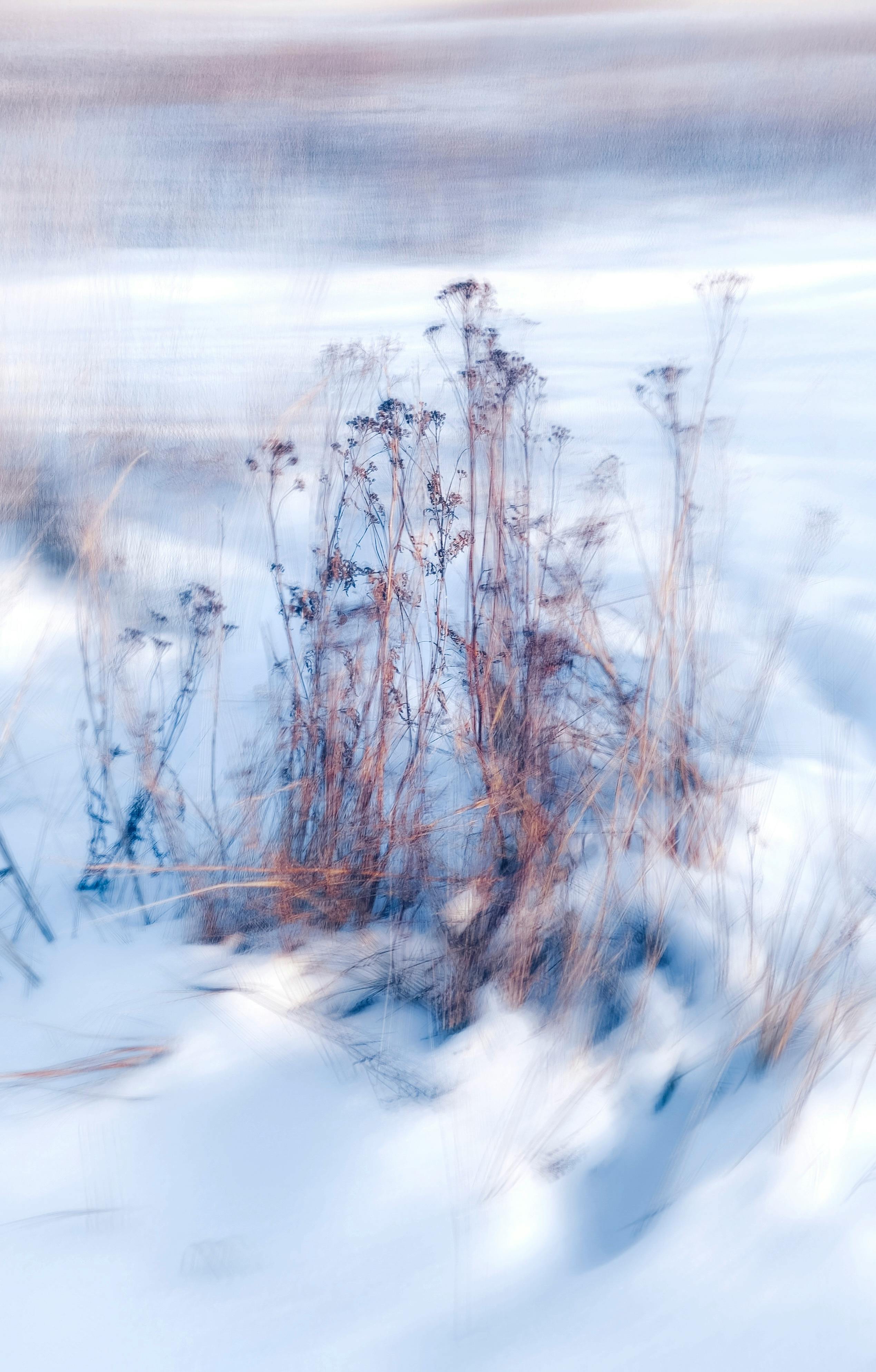 Abstract Winter Scene with Blurred Wildflowers · Free Stock Photo