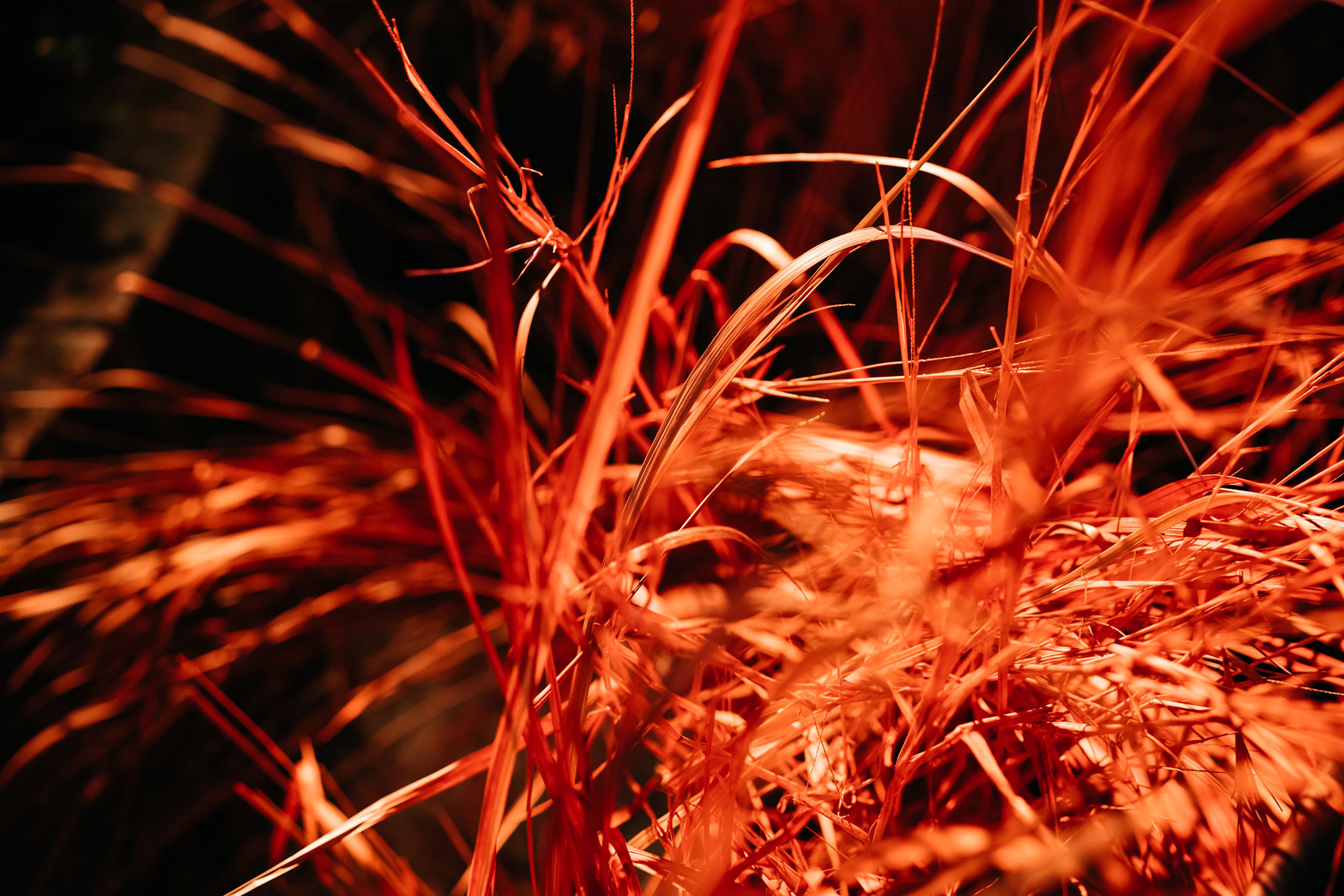 Vivid Orange Grass Close-up in Natural Setting · Free Stock Photo