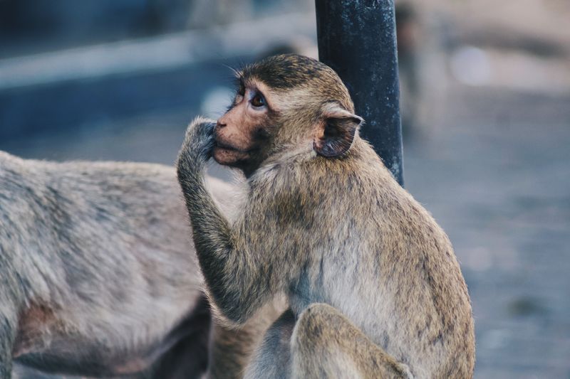 Monkey Thinking Photos, Download The BEST Free Monkey Thinking Stock ...