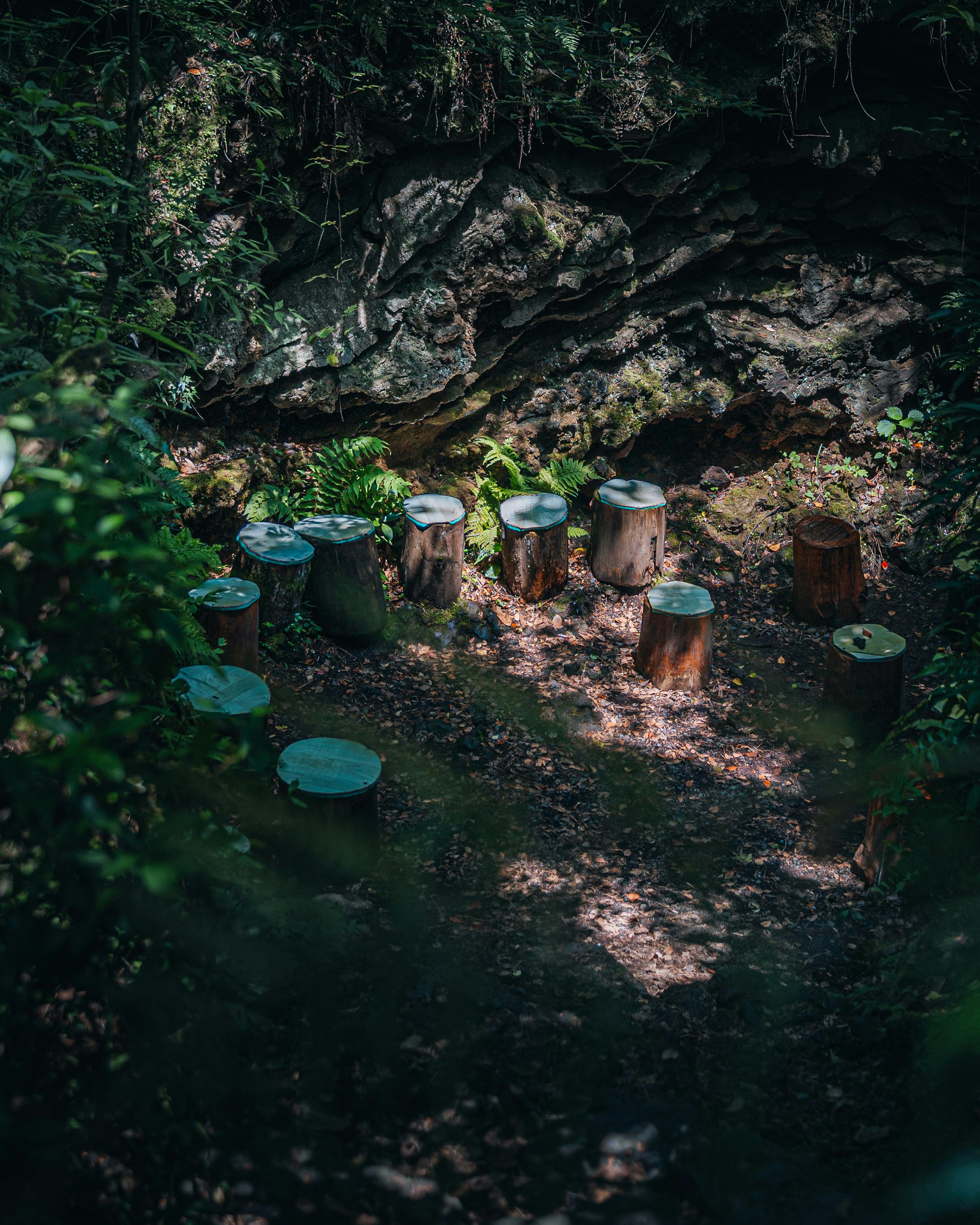 Forest Seating in a Serene Natural Setting · Free Stock Photo