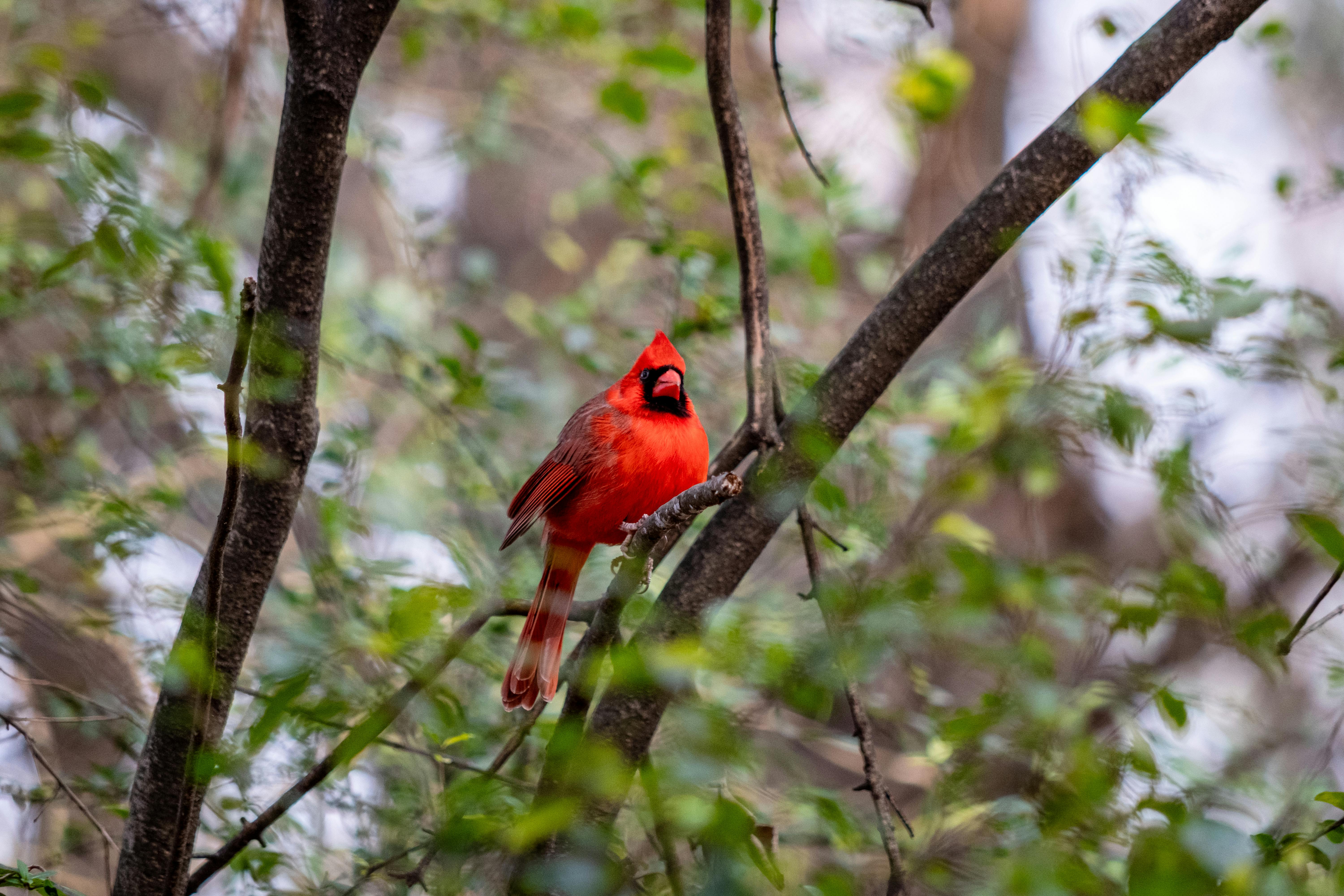 Vibrant Northern Cardinal in Lush Foliage · Free Stock Photo
