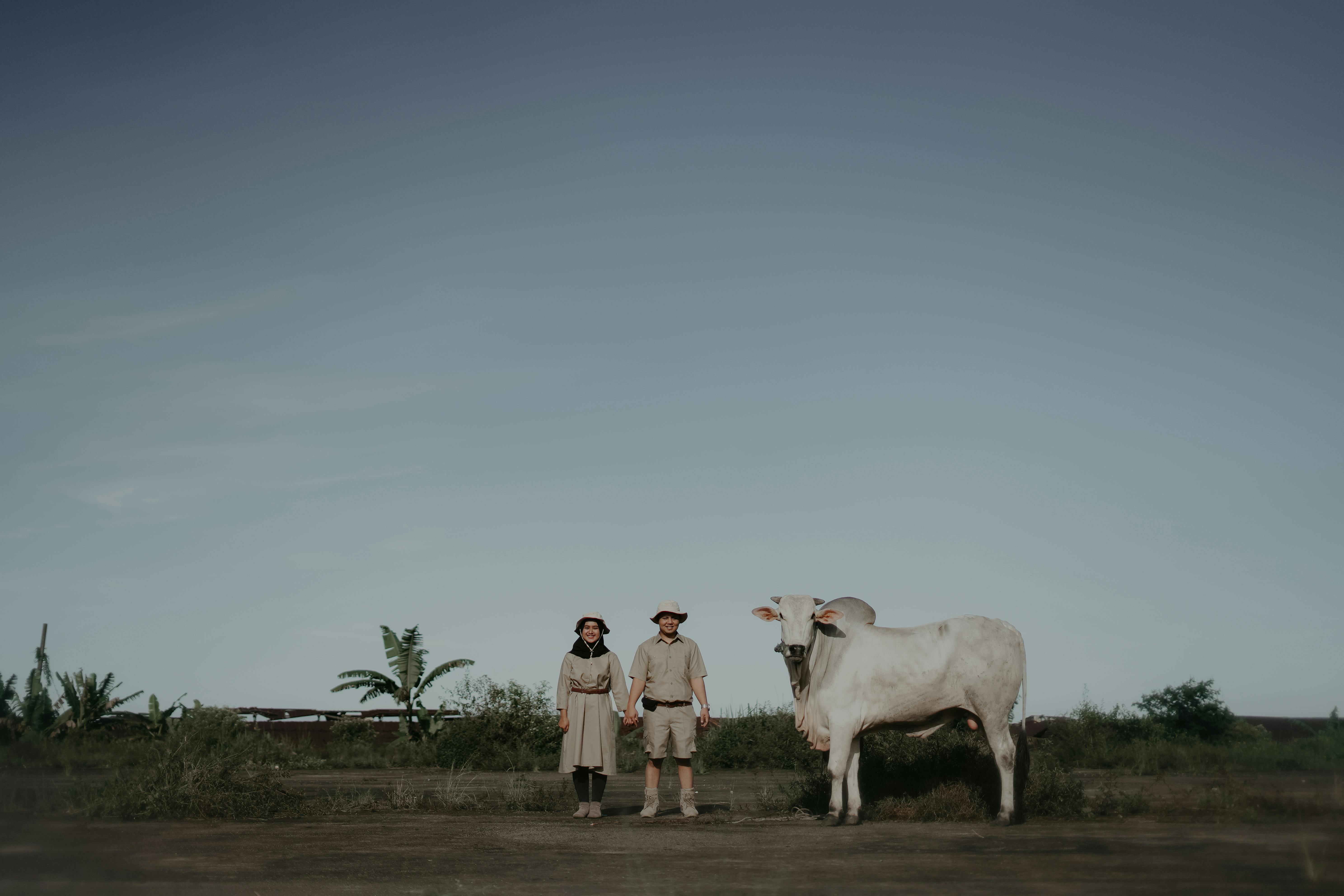 A Couple Posing Beside A Cow · Free Stock Photo
