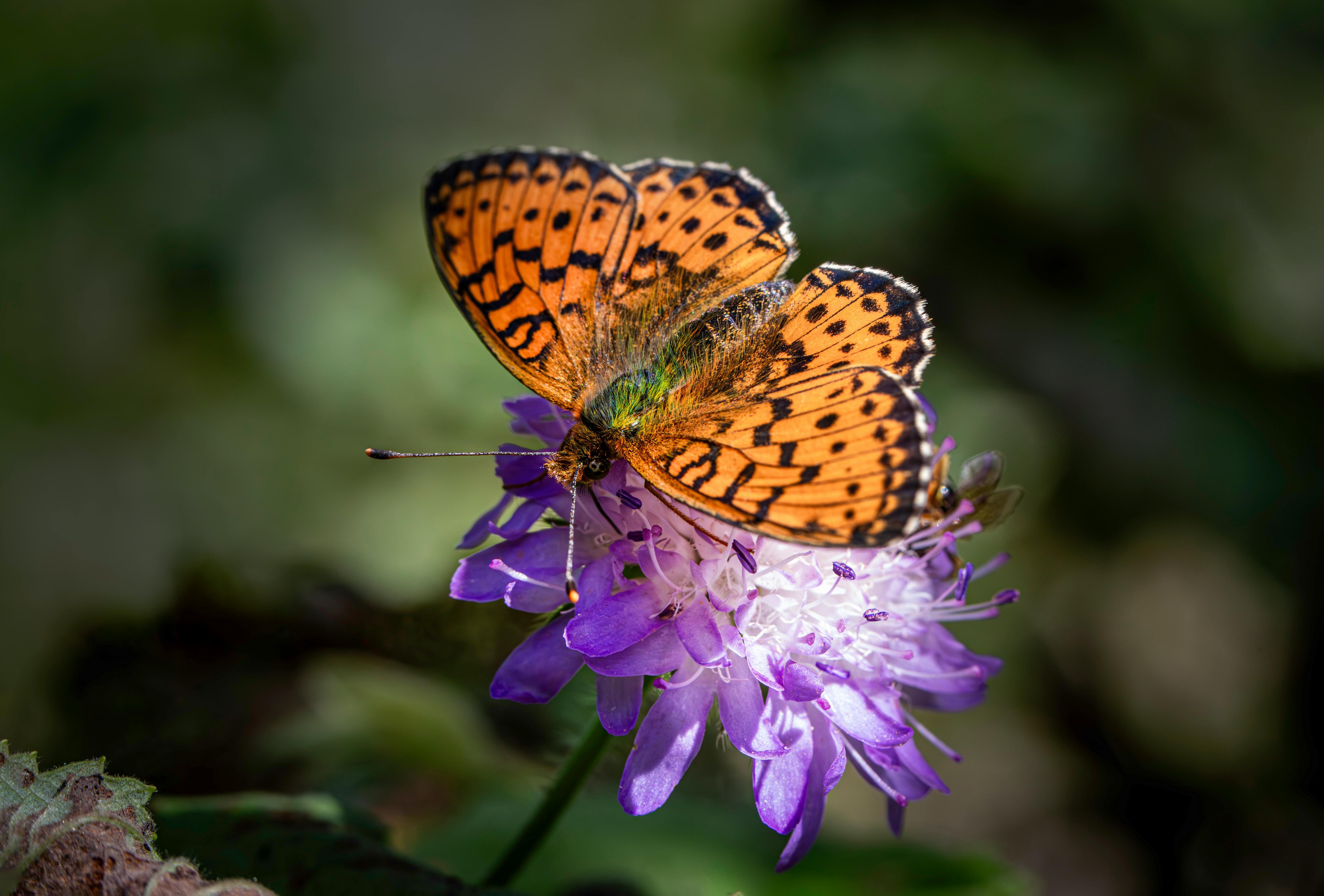 Common Female Blue Butterfly · Free Stock Photo