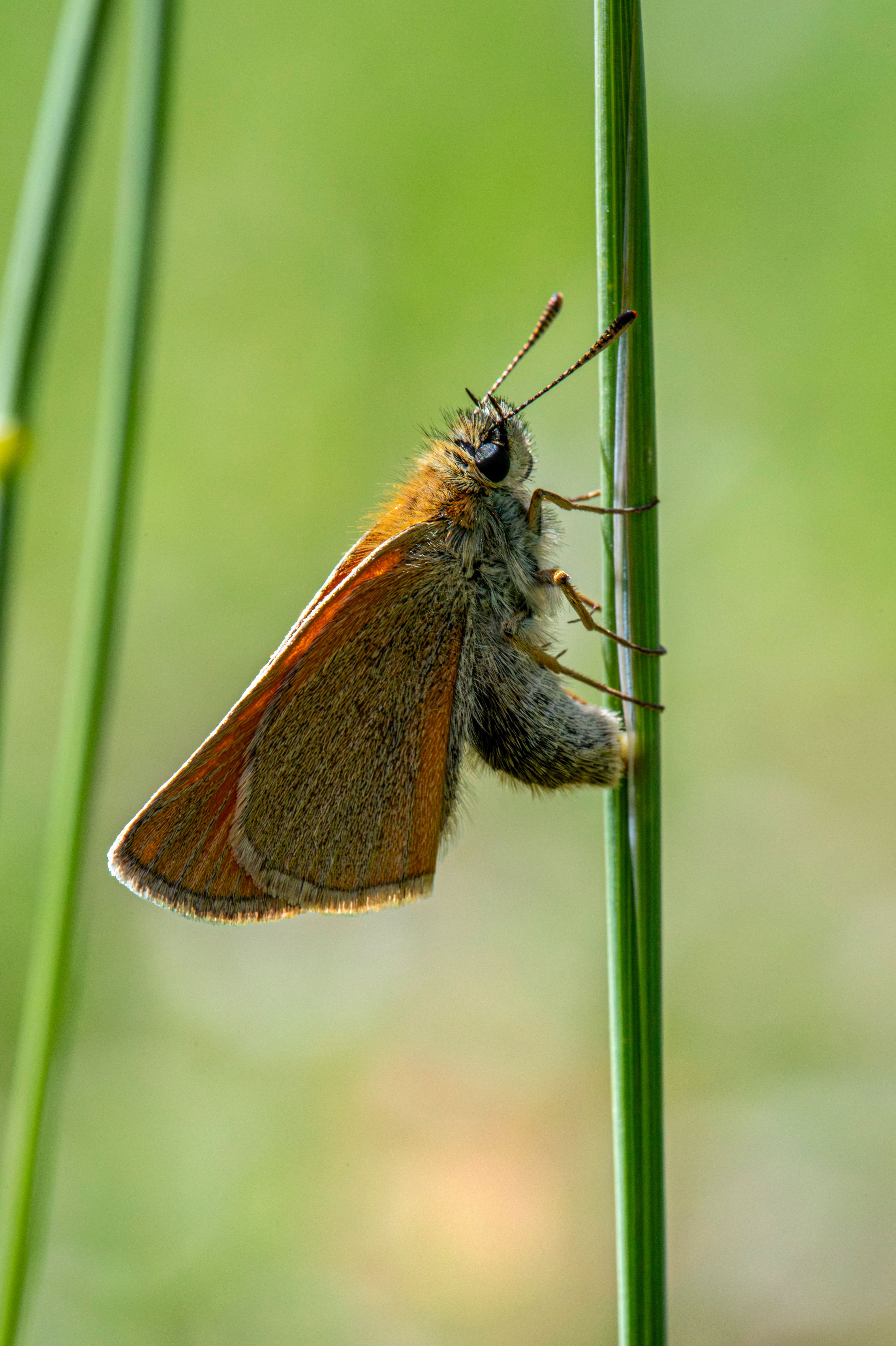 Close-up of a Skipper Butterfly on a Leaf · Free Stock Photo