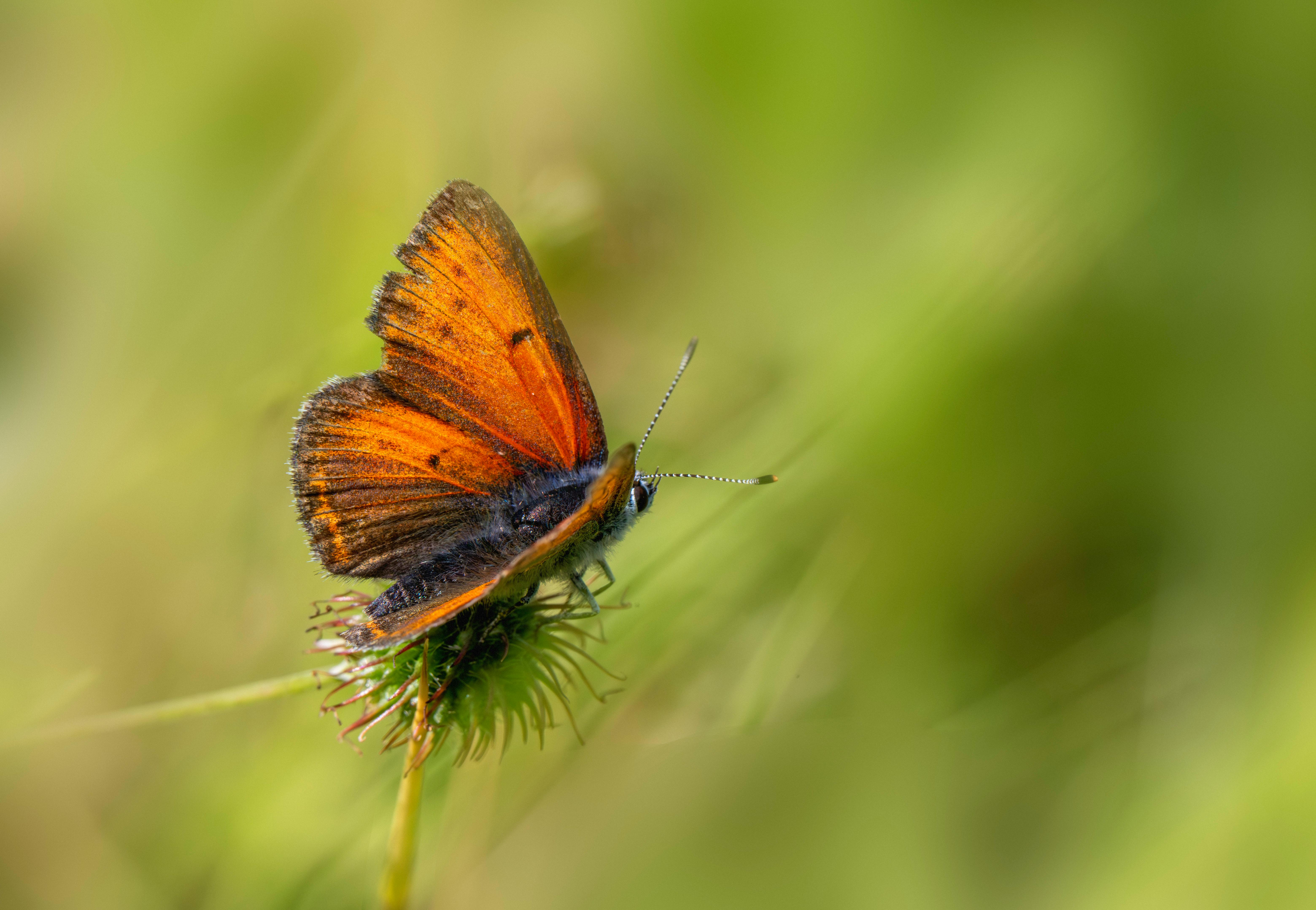 Bio Biro Photos, Download The BEST Free Bio Biro Stock Photos & HD Images