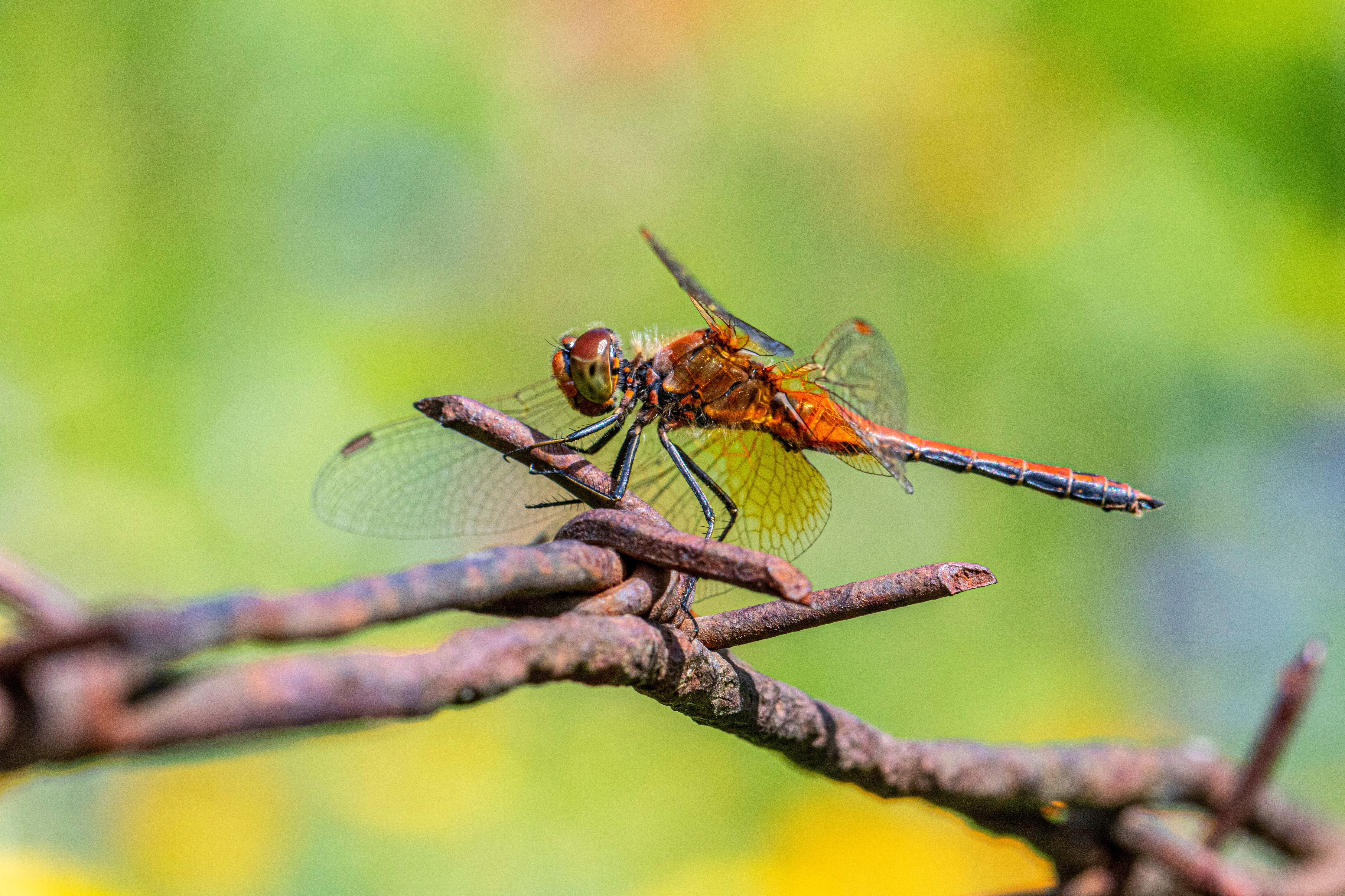 Macro Photography of a Dragonfly · Free Stock Photo