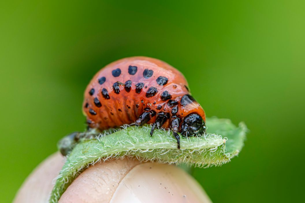 List of insecticides used in farming and pest control