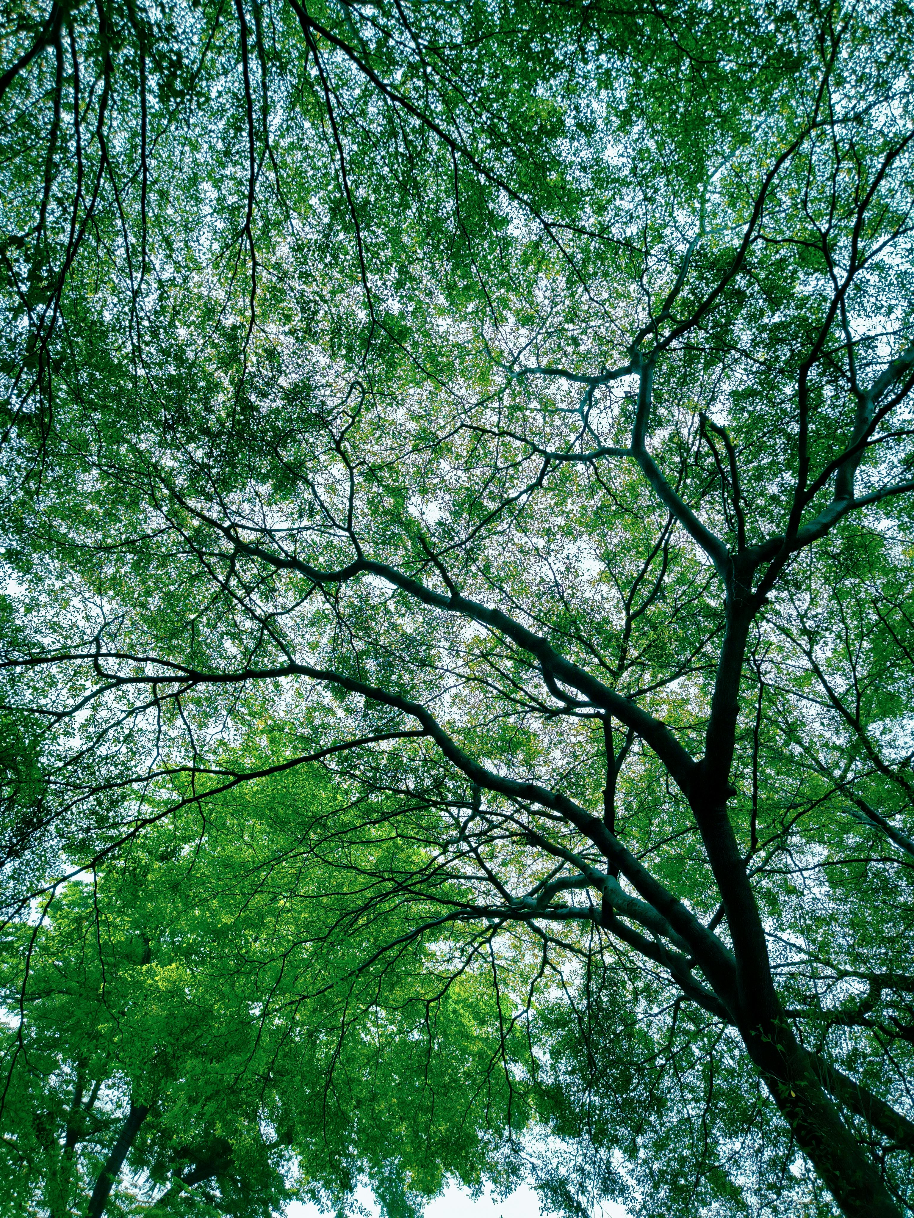 Lush Green Tree Canopy Creating Natural Cover · Free Stock Photo