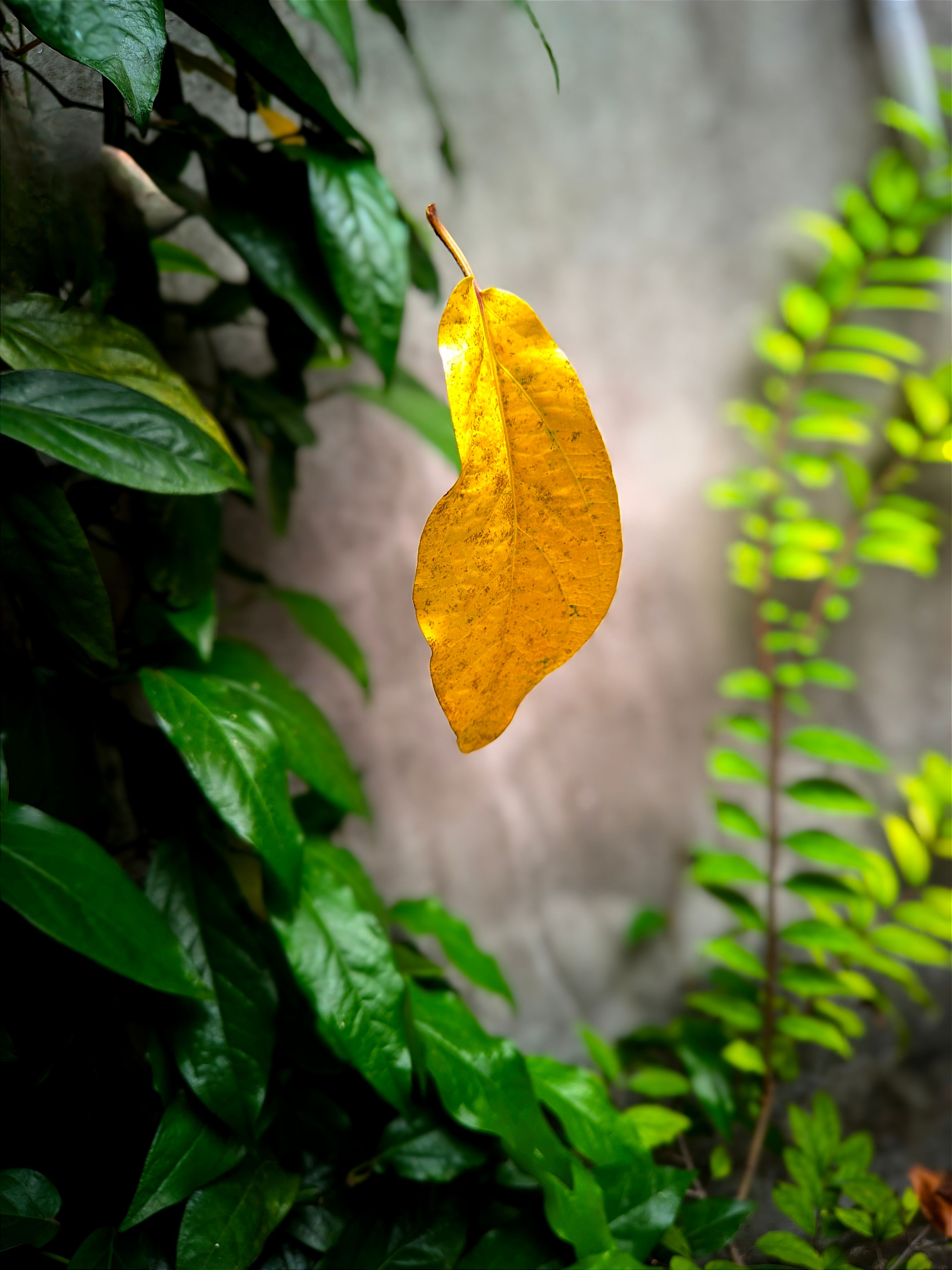 Vibrant Yellow Leaf in Green Foliage Outdoors · Free Stock Photo